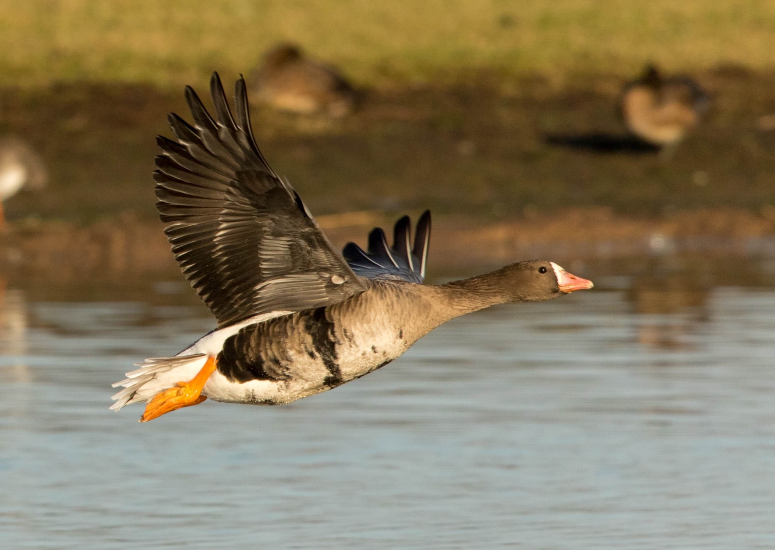 Russian White-fronted Goose by Paul Woolams - BirdGuides