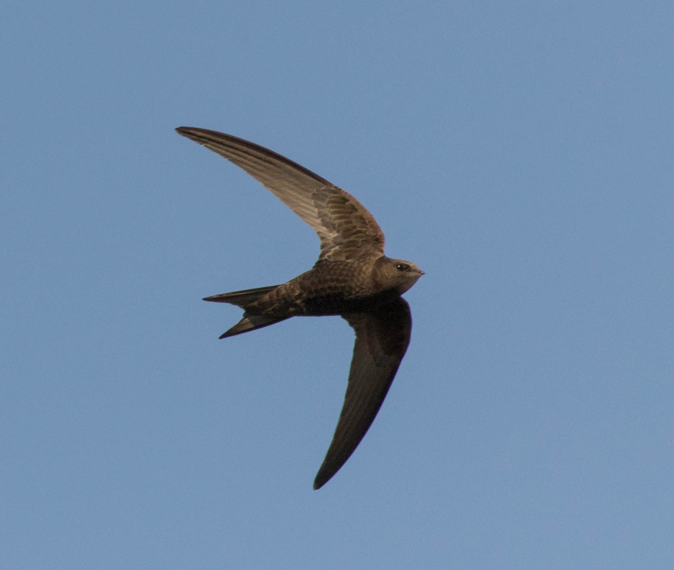 Details : Common Swift - BirdGuides