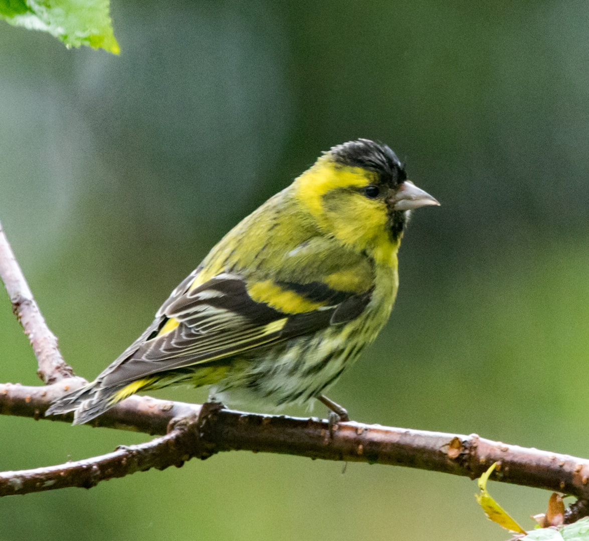 Eurasian Siskin by Frank Burns - BirdGuides