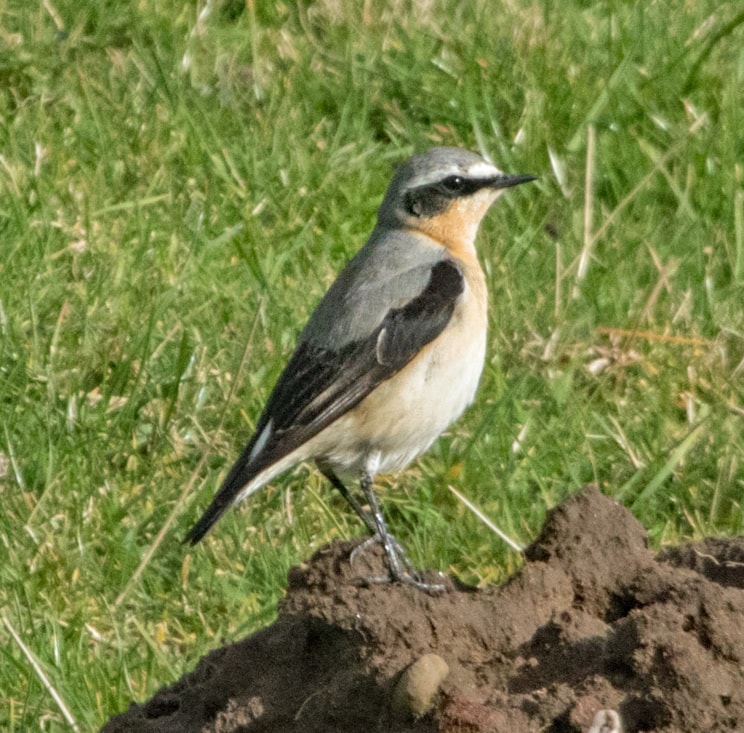 Northern Wheatear by Frank Burns - BirdGuides