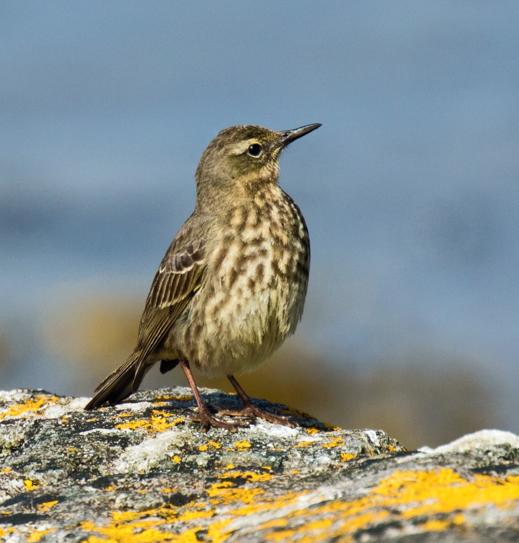 Rock Pipit by Frank Burns - BirdGuides