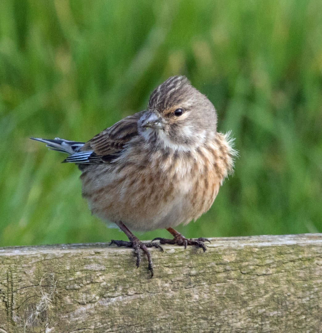 Common Linnet by Frank Burns - BirdGuides