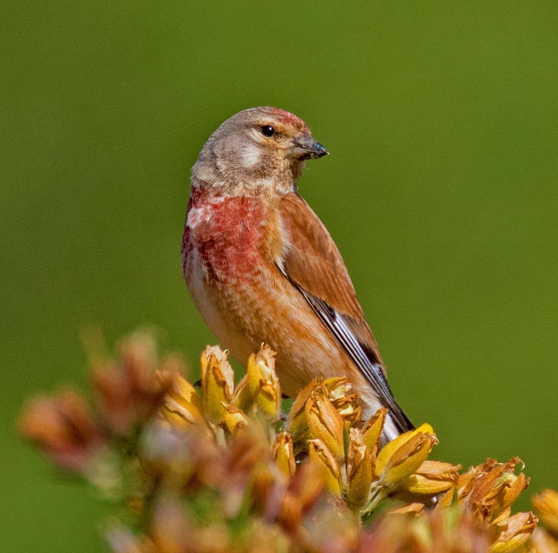 Common Linnet by Frank Burns - BirdGuides