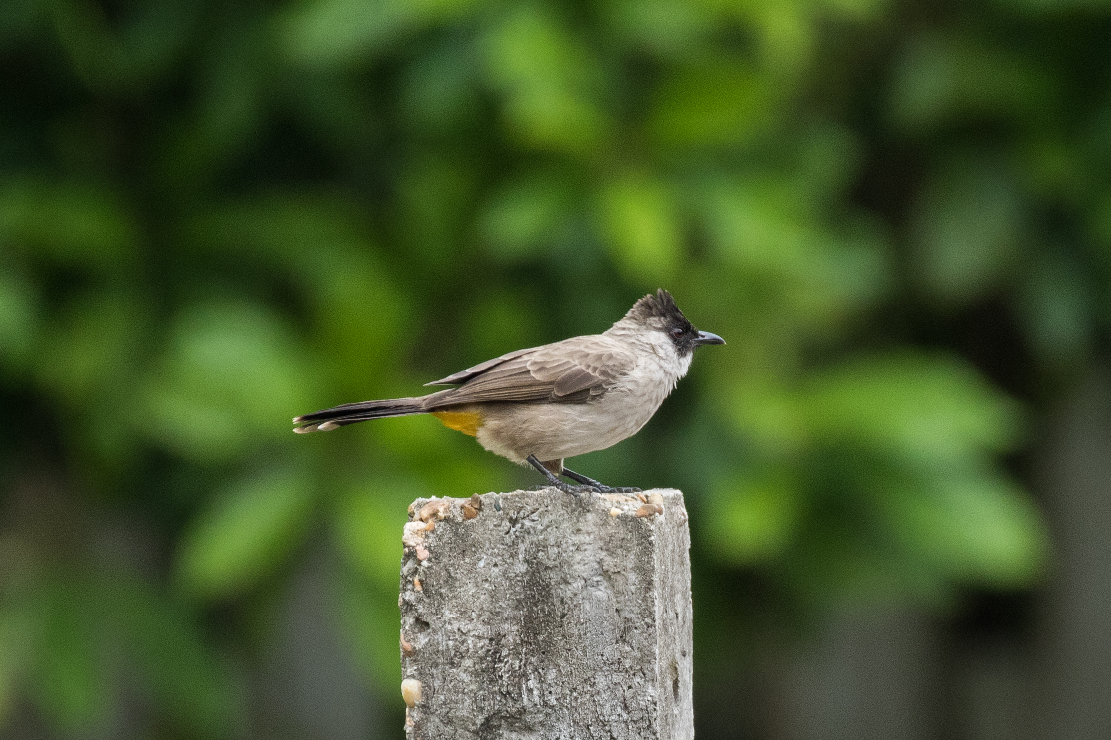Details : Sooty-headed Bulbul - BirdGuides