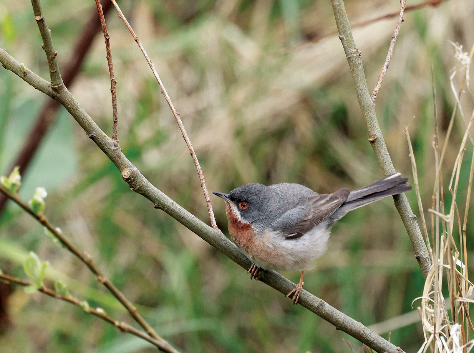 Eastern Subalpine Warbler by Penny Clarke - BirdGuides