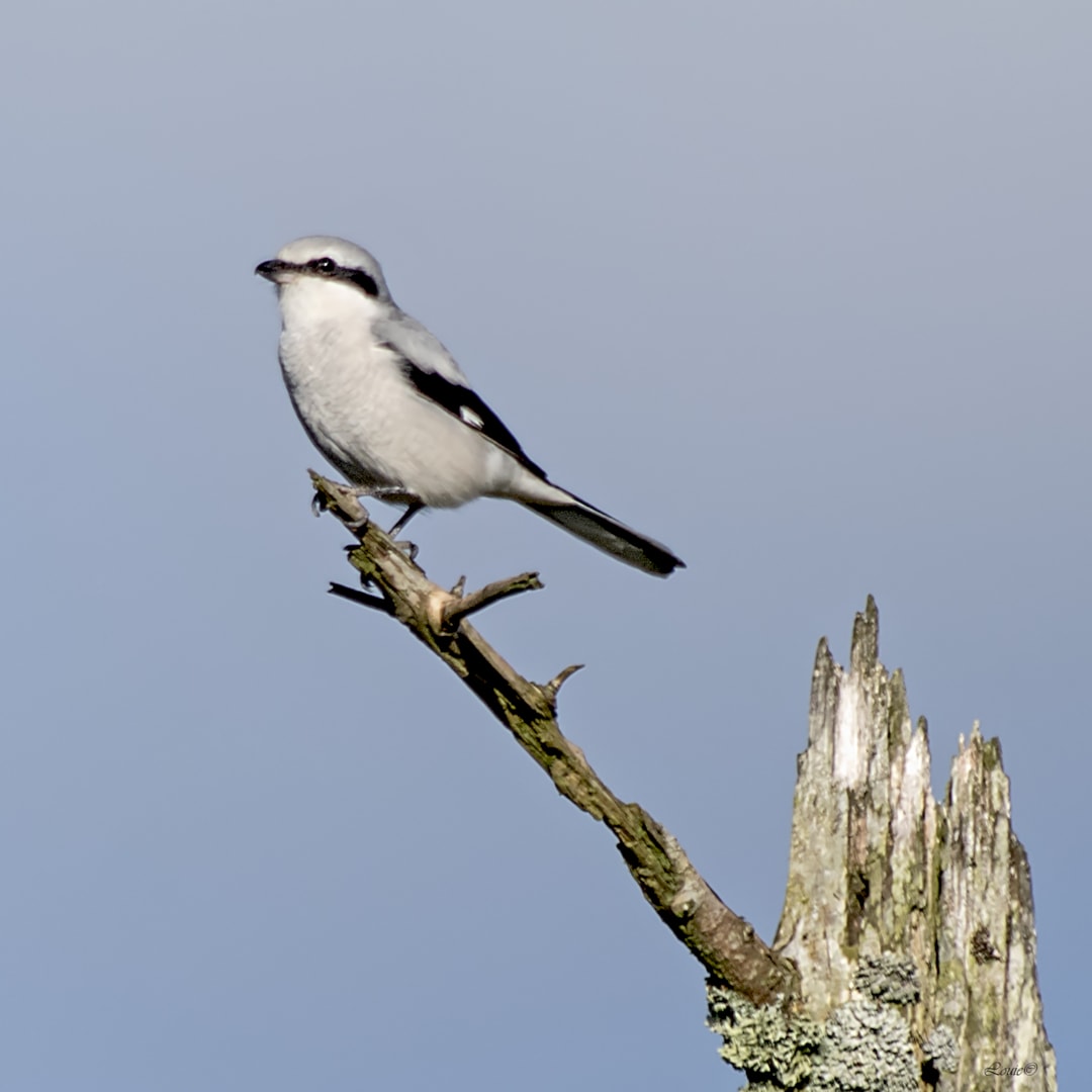 Great Grey Shrike by Louie Horleston - BirdGuides