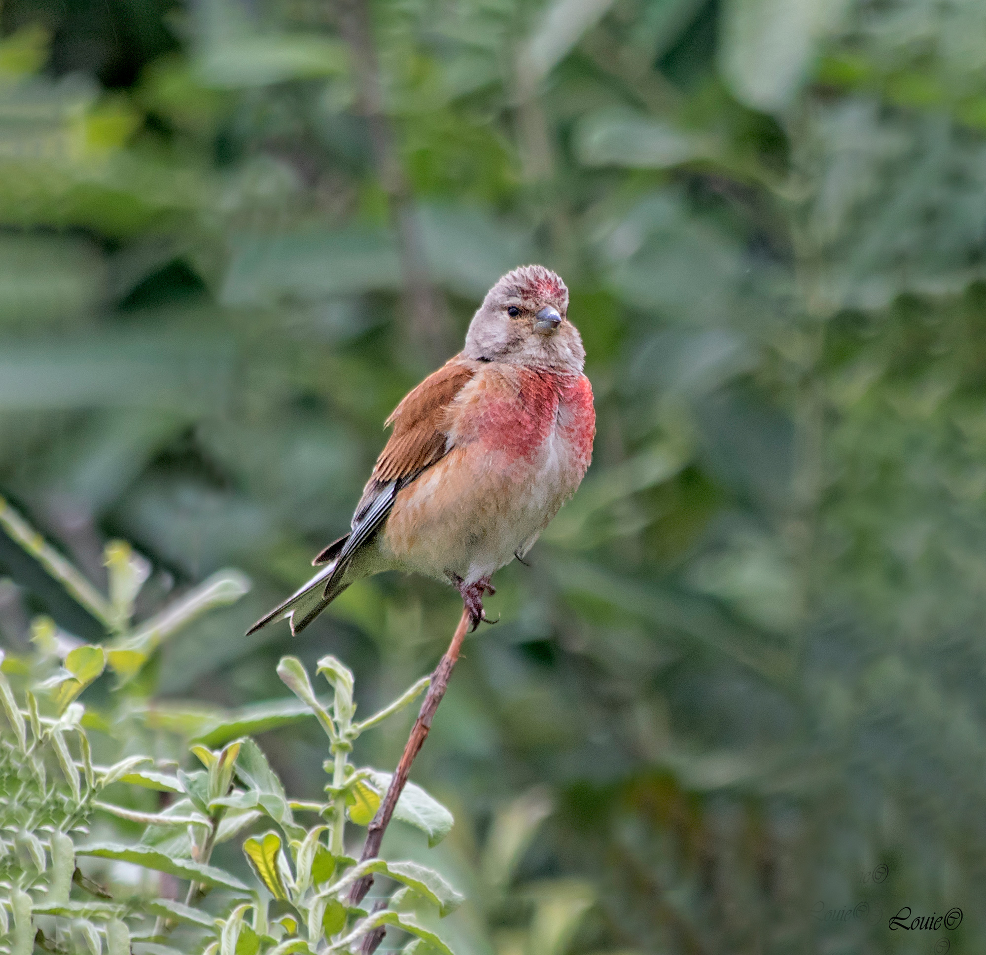 Common Linnet by Louie Horleston - BirdGuides