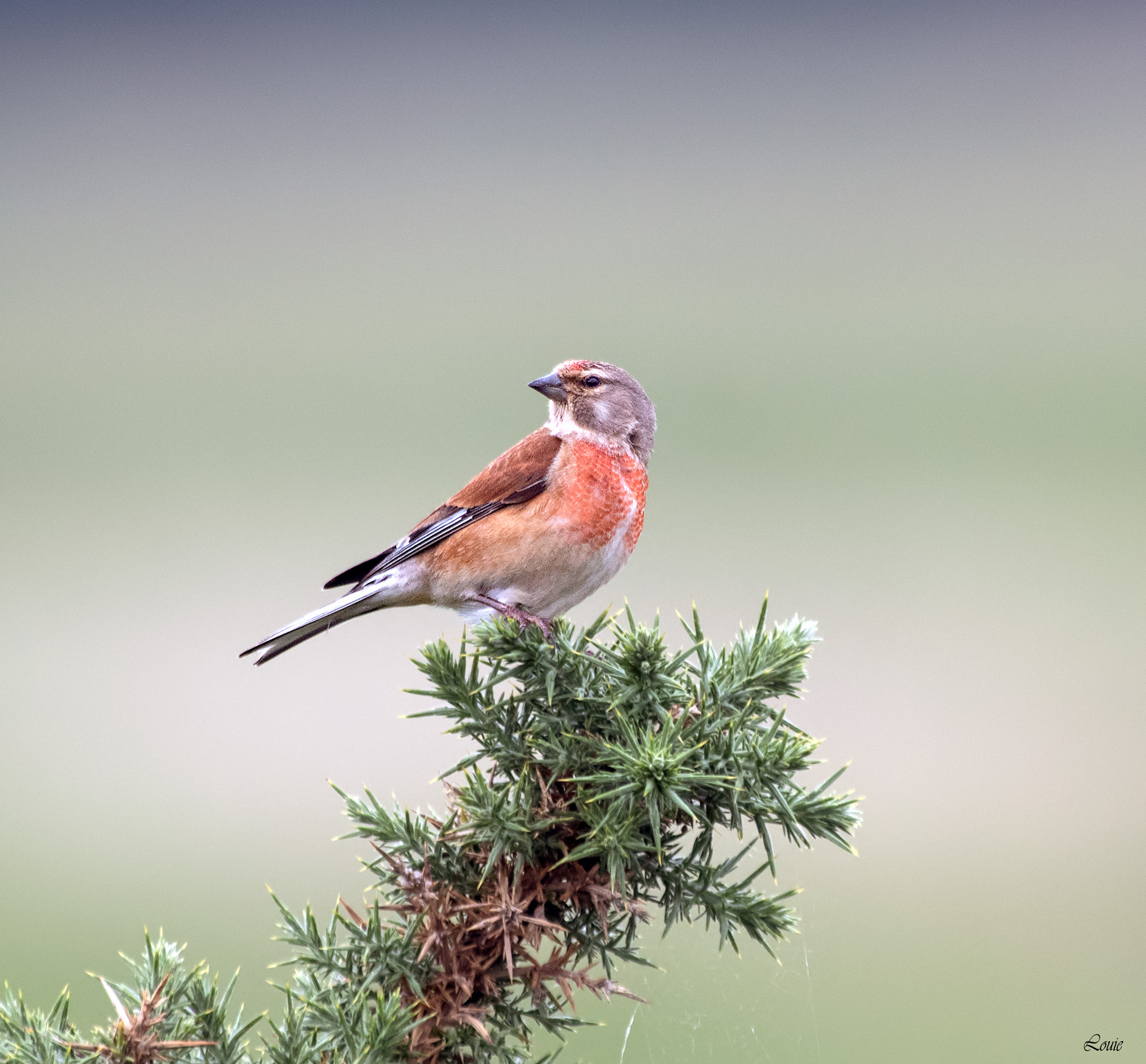 Common Linnet by Louie Horleston - BirdGuides