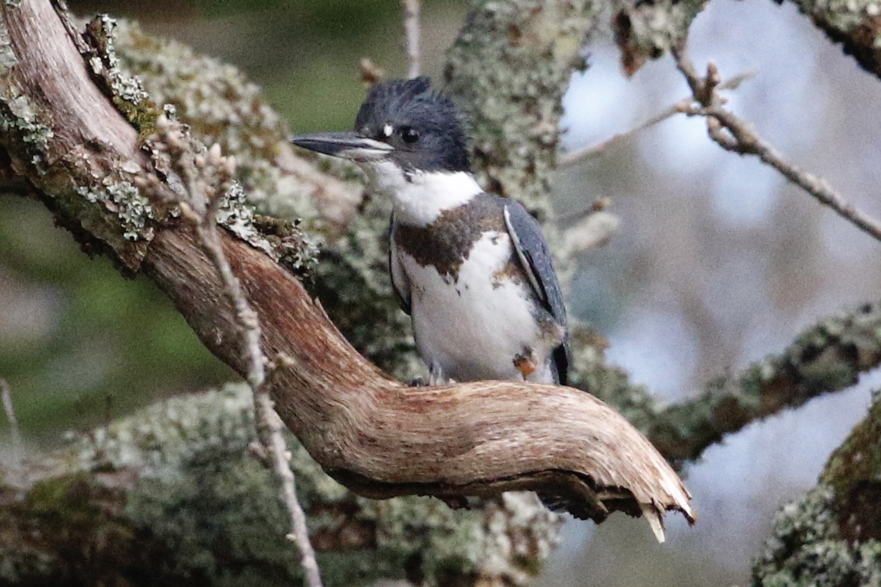 Details : Belted Kingfisher - BirdGuides
