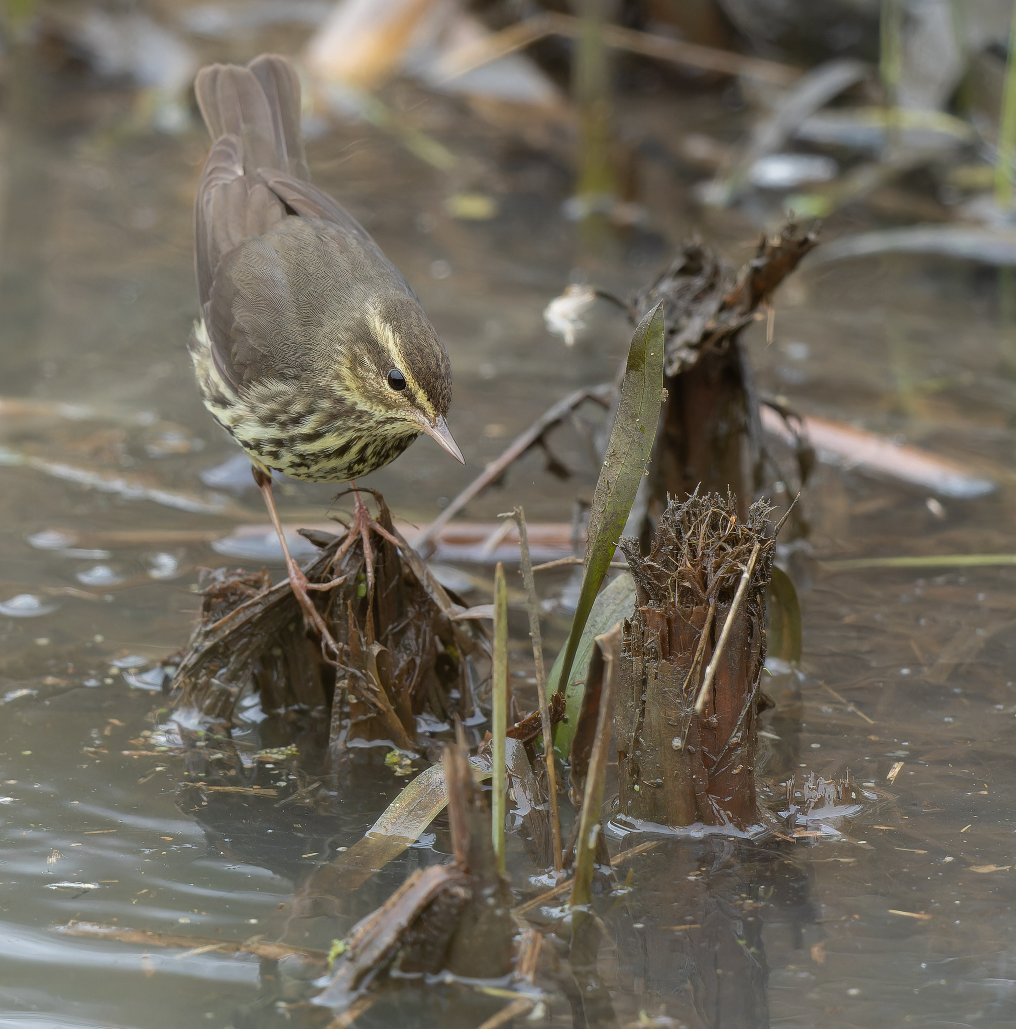 Northern Waterthrush by Lee Fuller - BirdGuides