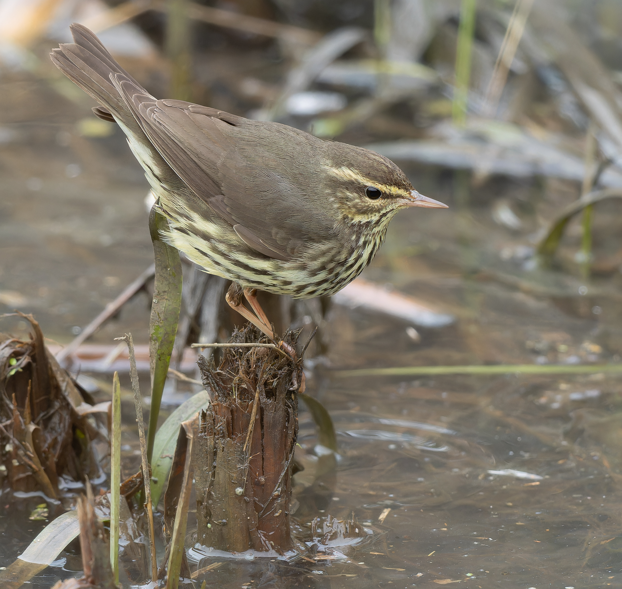 Northern Waterthrush by Lee Fuller - BirdGuides