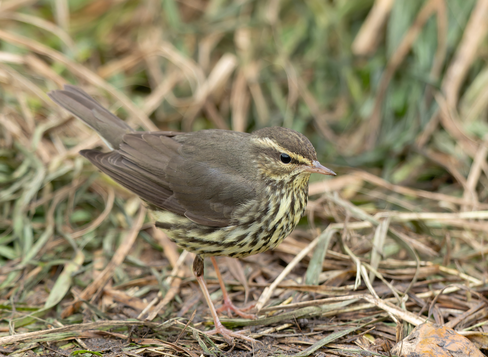 Northern Waterthrush by Lee Fuller - BirdGuides