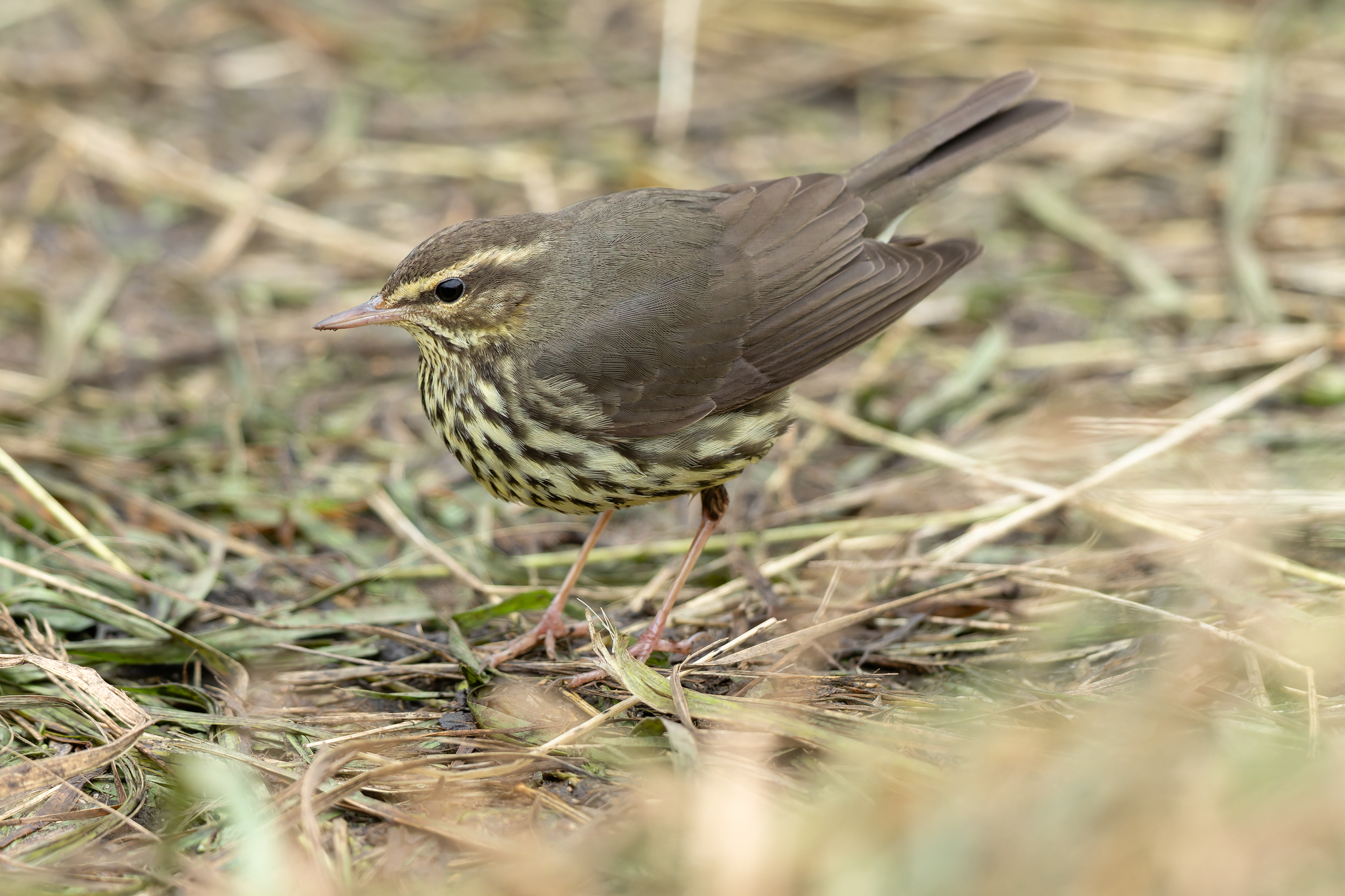 Northern Waterthrush by Lee Fuller - BirdGuides