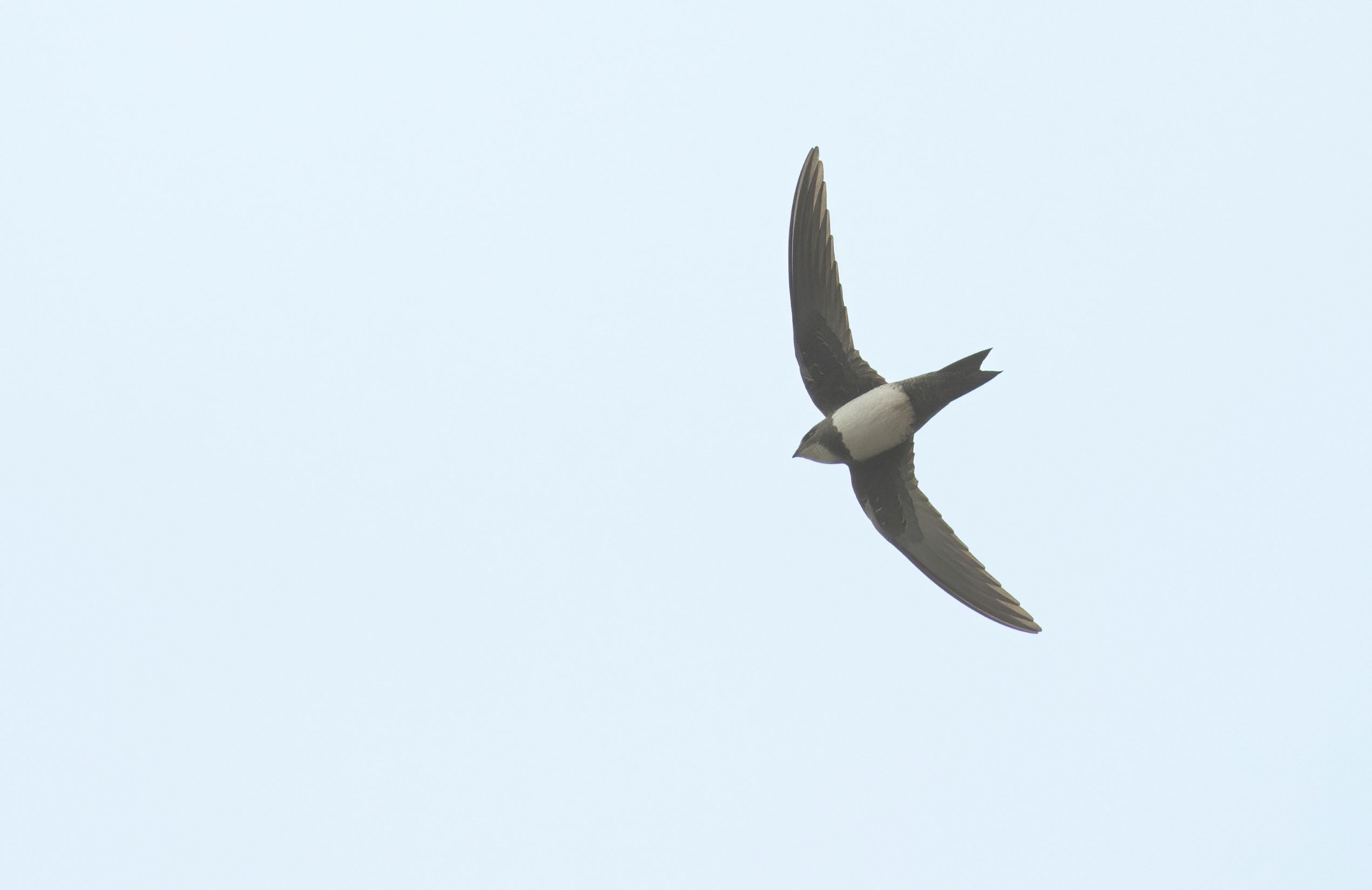 Alpine Swift by Bethan Clyne - BirdGuides