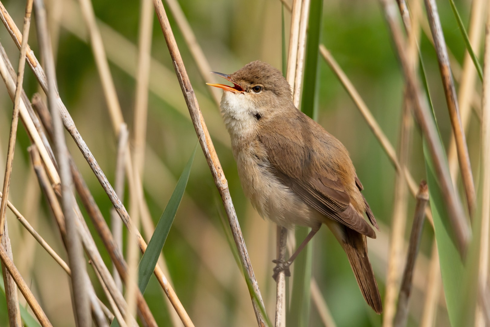 Reed Warbler by James West - BirdGuides