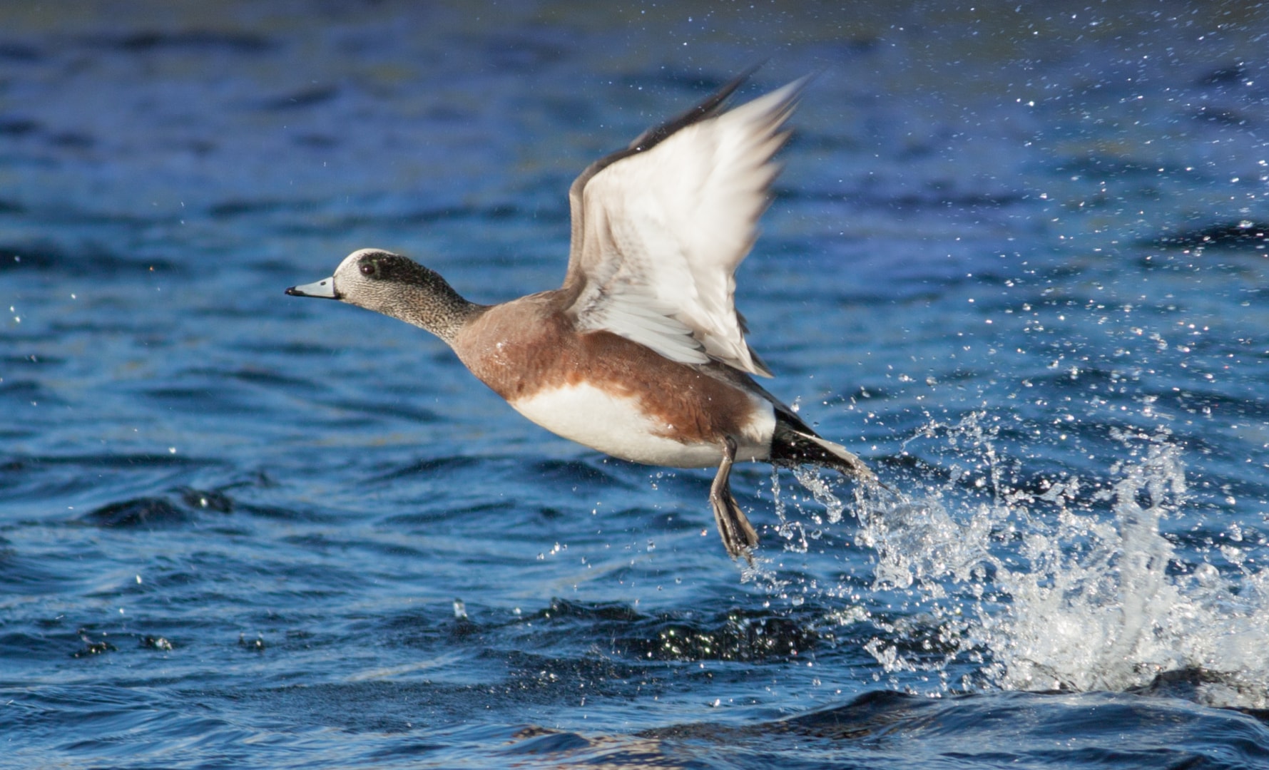 American Wigeon by Alex Penn - BirdGuides