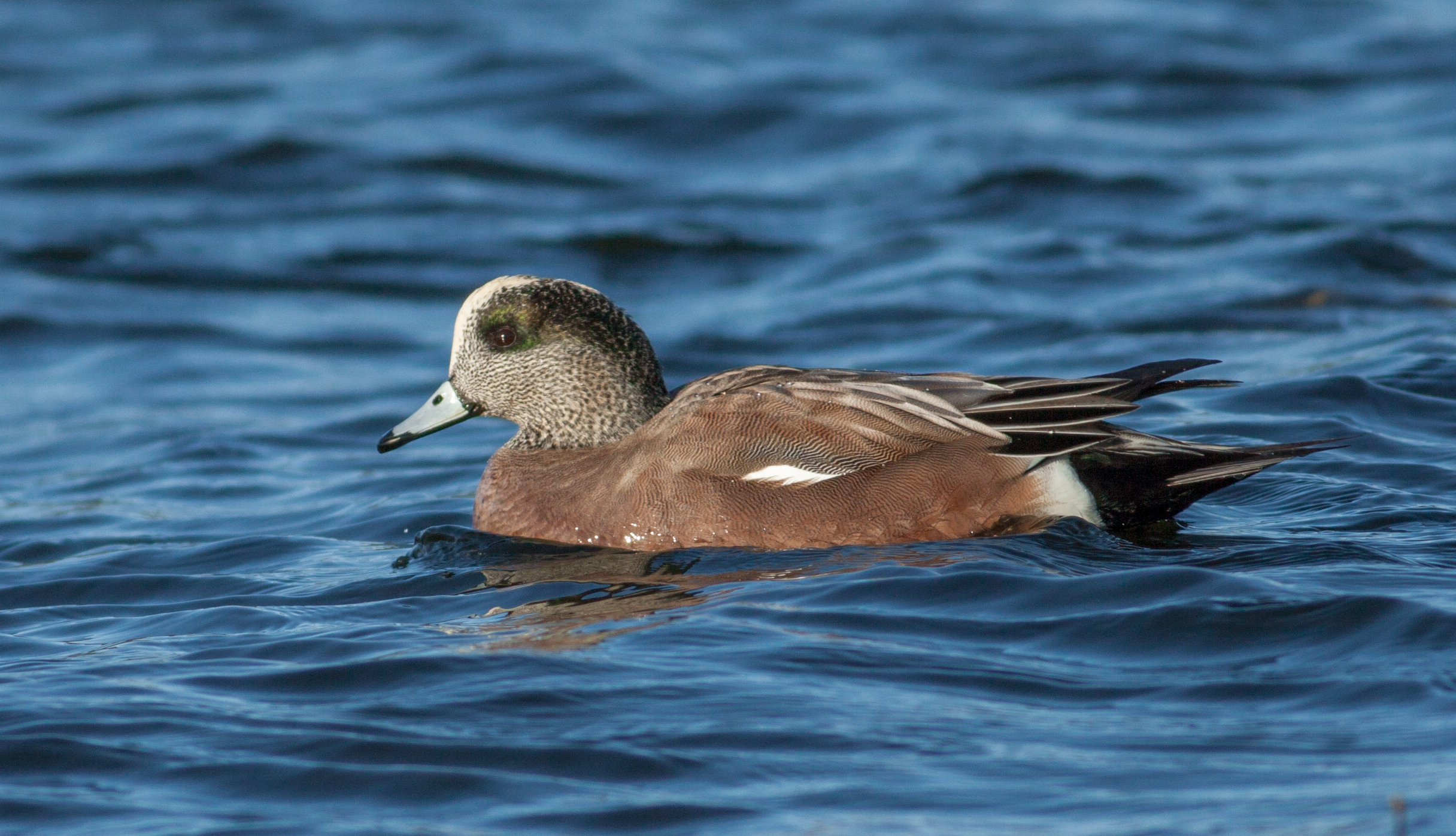 Details : American Wigeon - BirdGuides