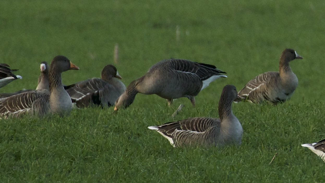Russian White-fronted Goose by Surendra Akkaraju - BirdGuides
