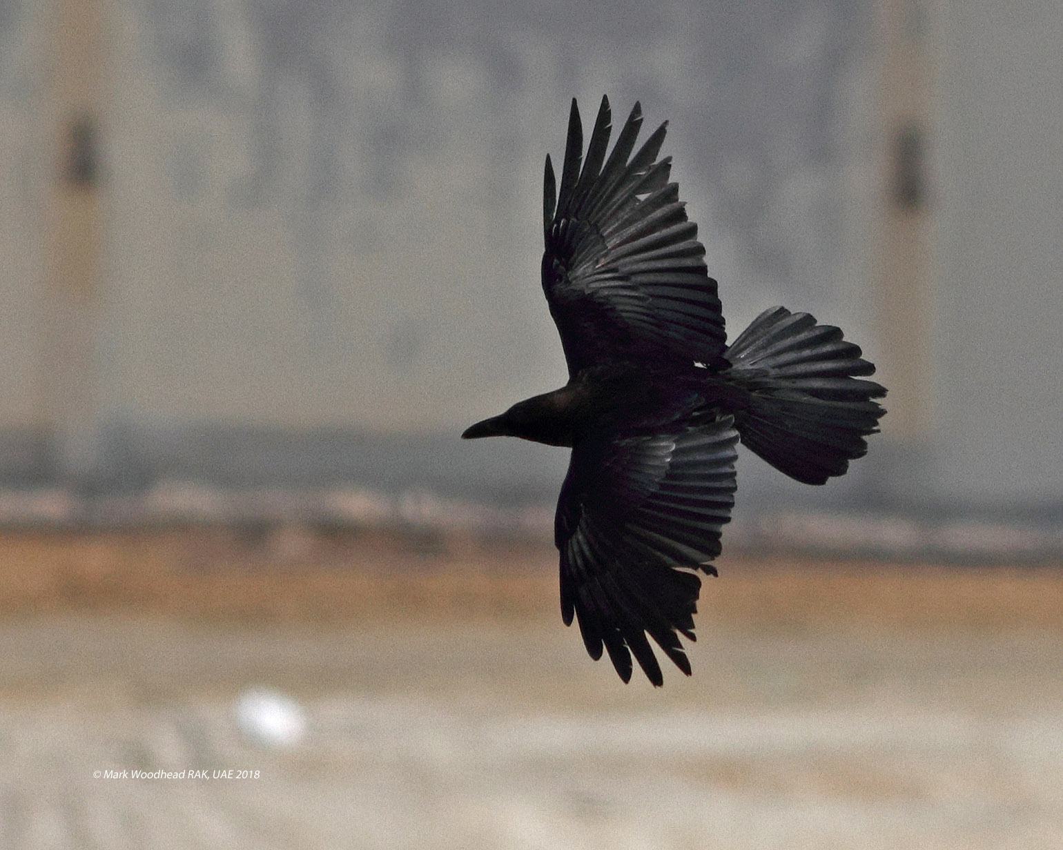 Details : Brown-necked Raven - BirdGuides