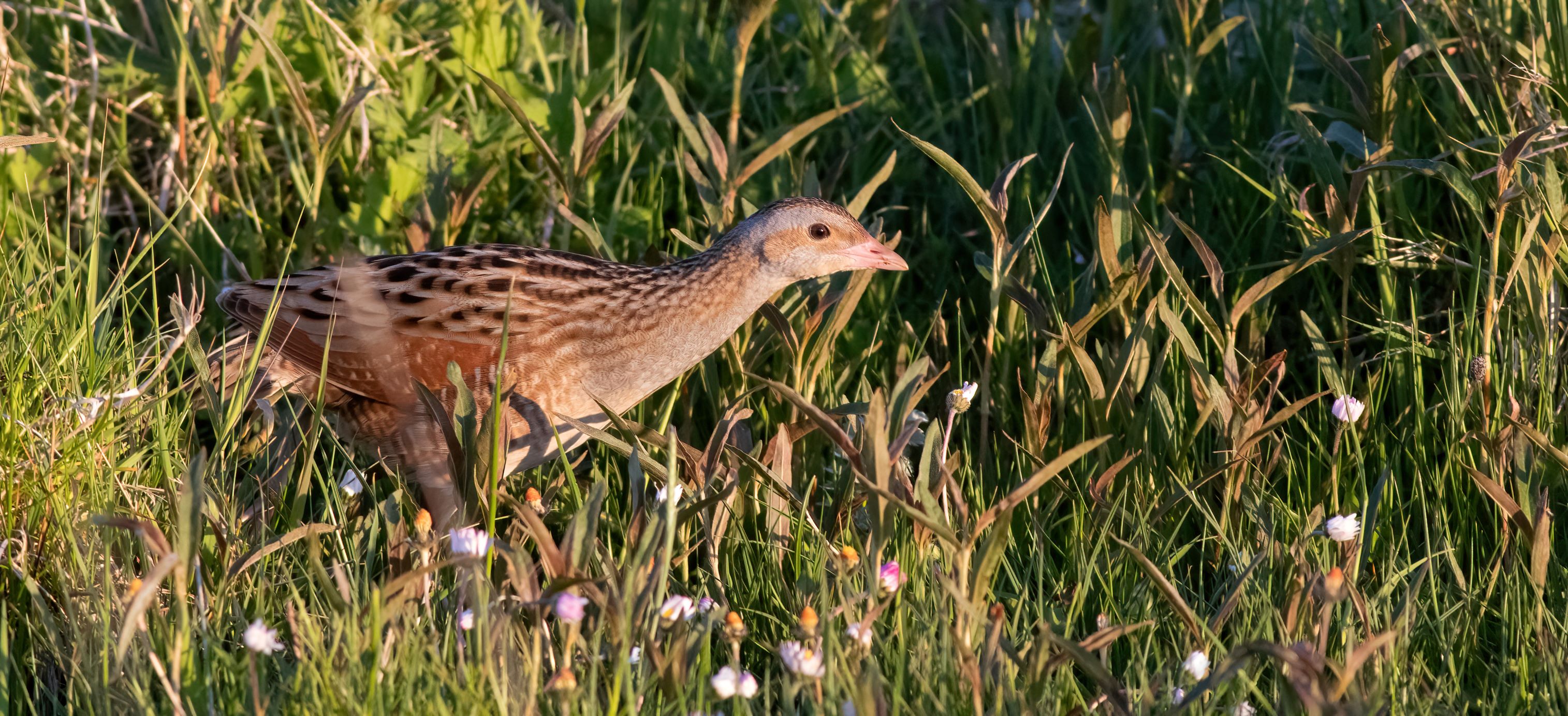 Irish Corncrakes increase again - BirdGuides