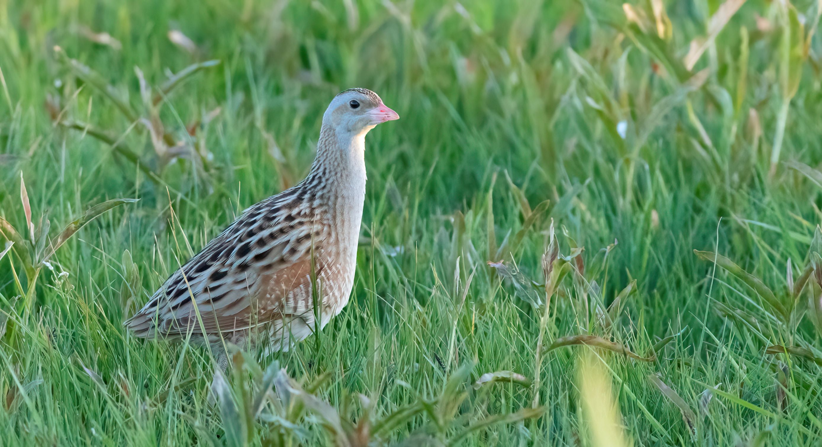 Scottish Corncrake numbers rise for first time in five years - BirdGuides