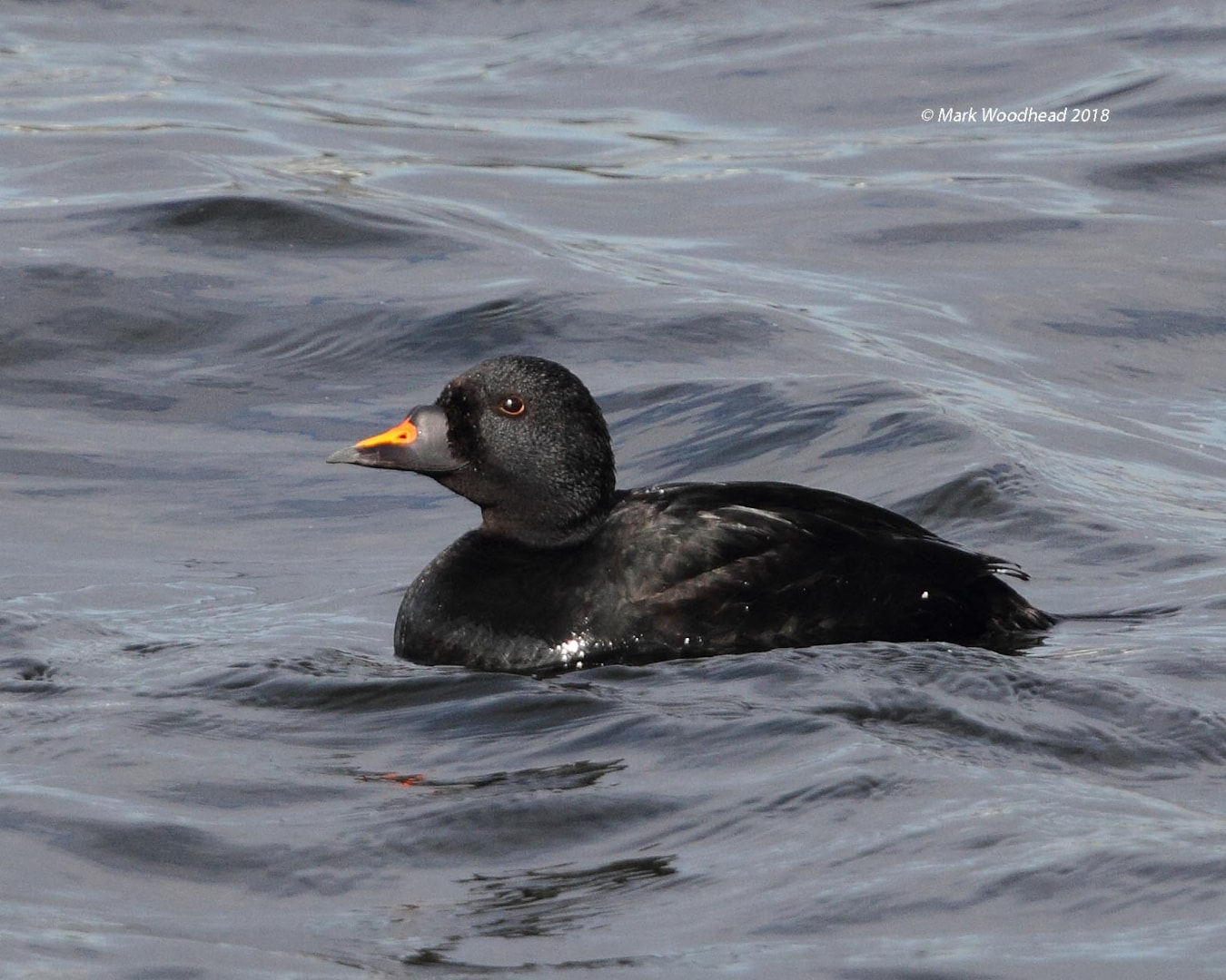 Common Scoter by Mark Woodhead - BirdGuides