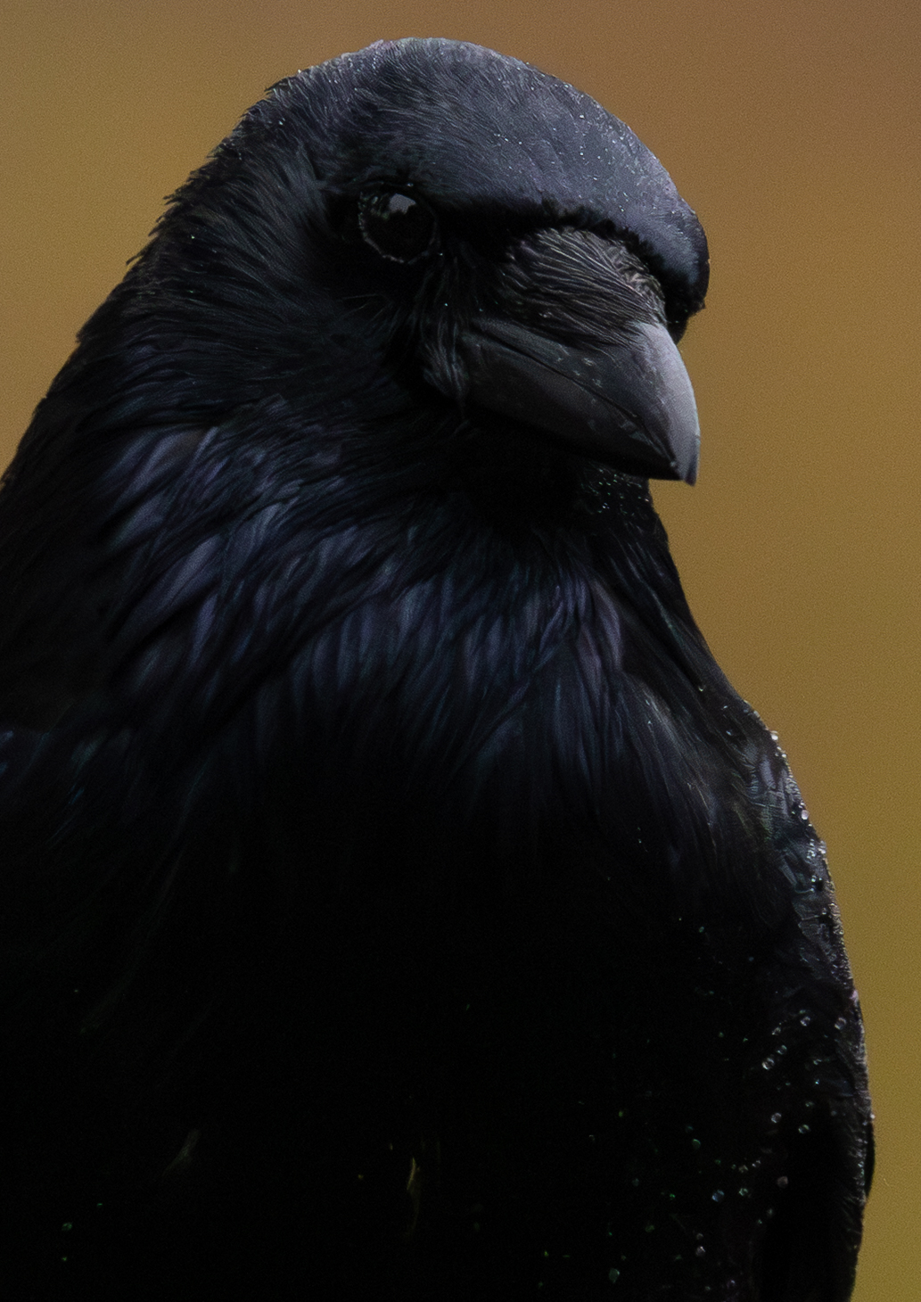 Carrion Crow by Cohen Garwood - BirdGuides