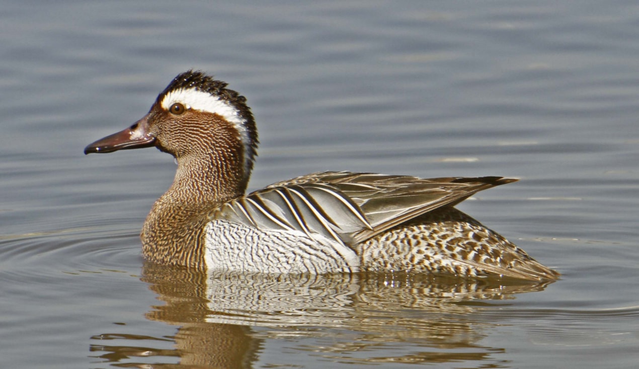 Garganey by Tony Conway - BirdGuides