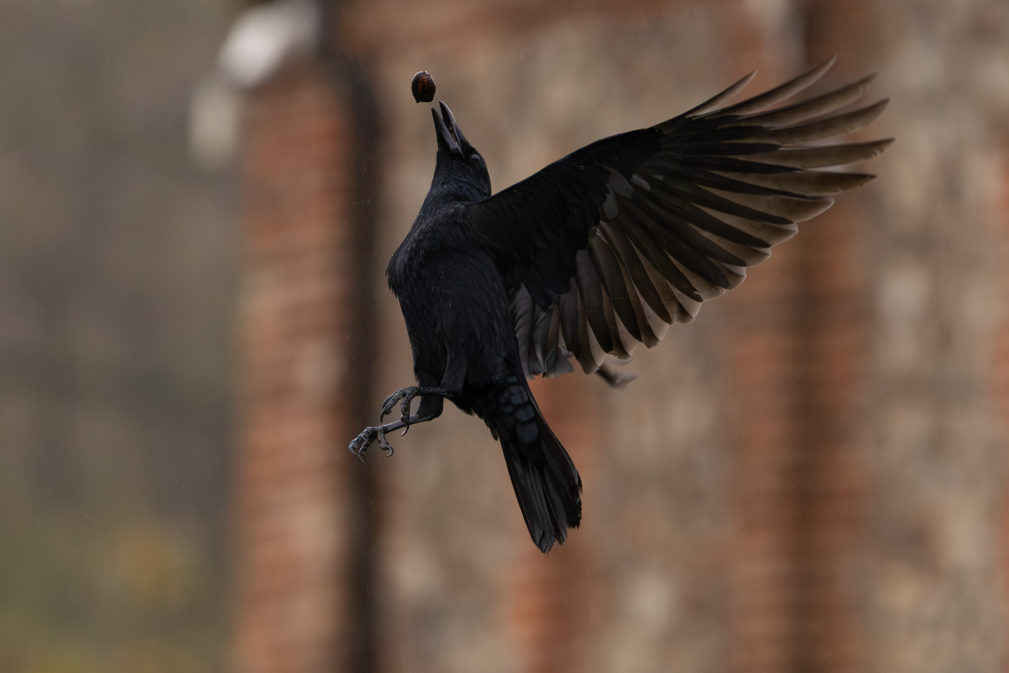 Carrion Crow by Cohen Garwood - BirdGuides