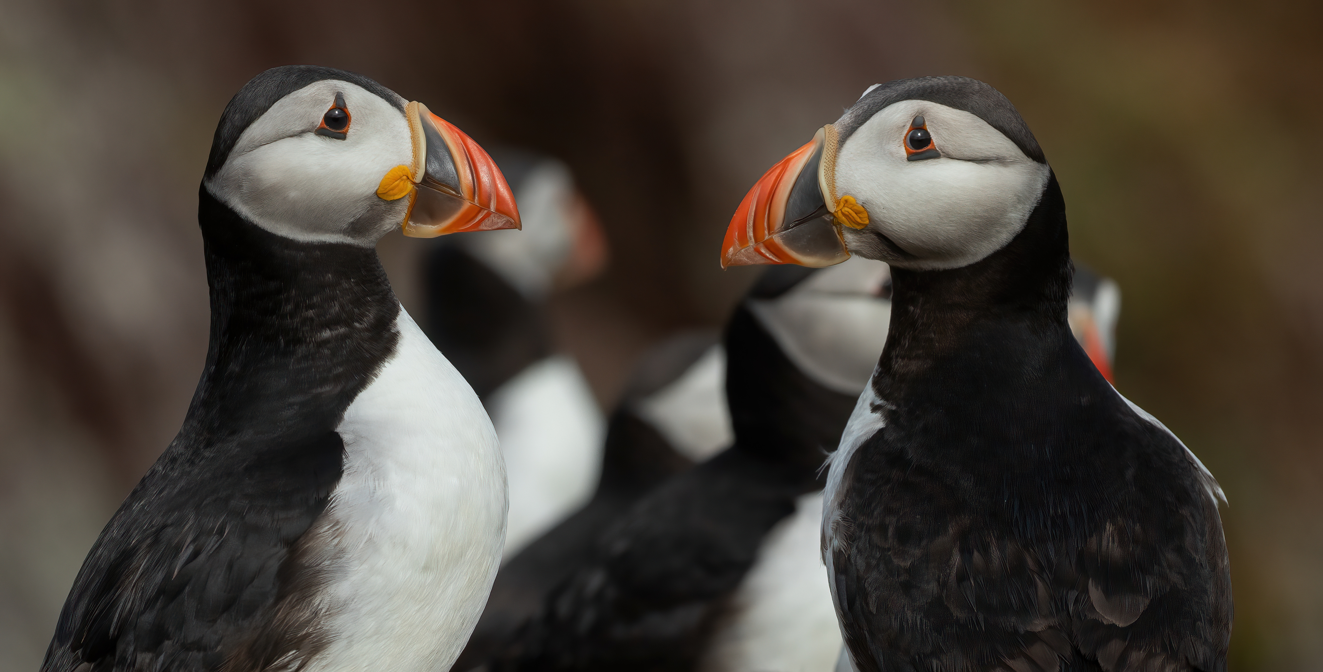 6 of the best places to go birdwatching in England in spring - BirdGuides