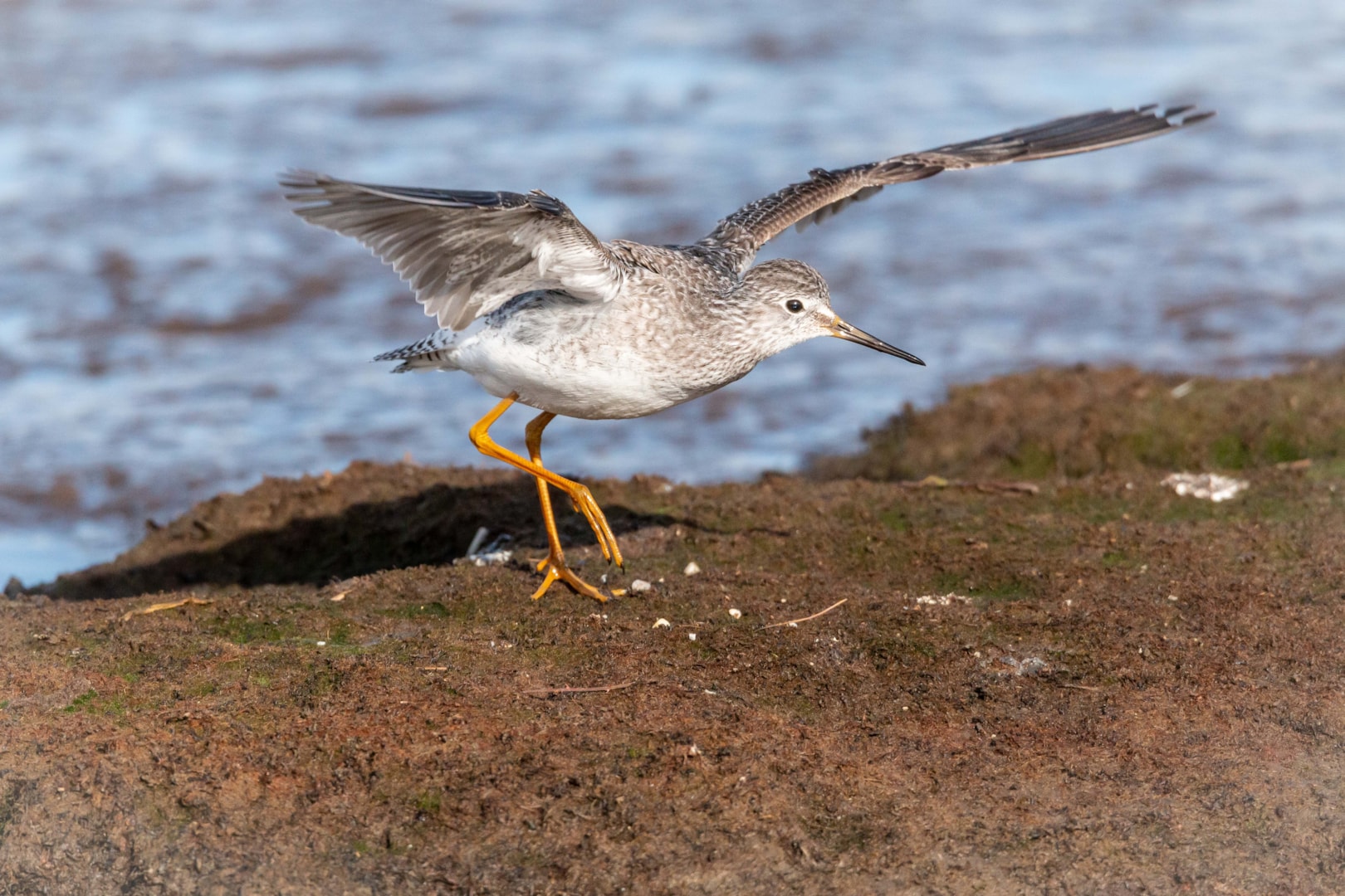 Lesser Yellowlegs by James West - BirdGuides