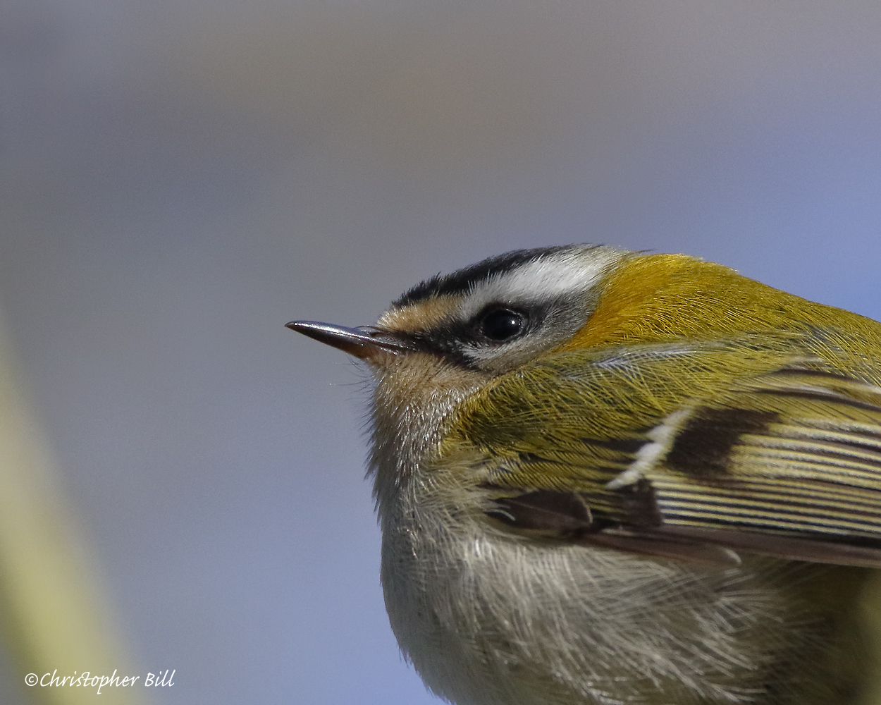 Details : Firecrest - BirdGuides
