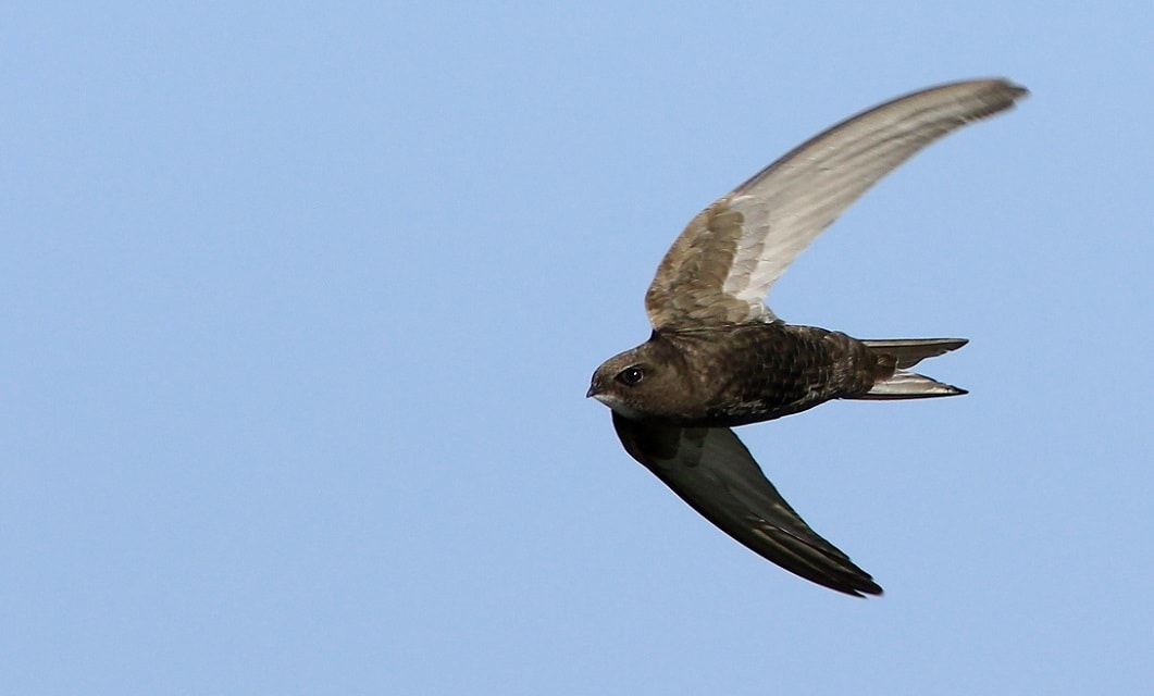 Common Swift by Gordon Bowes - BirdGuides