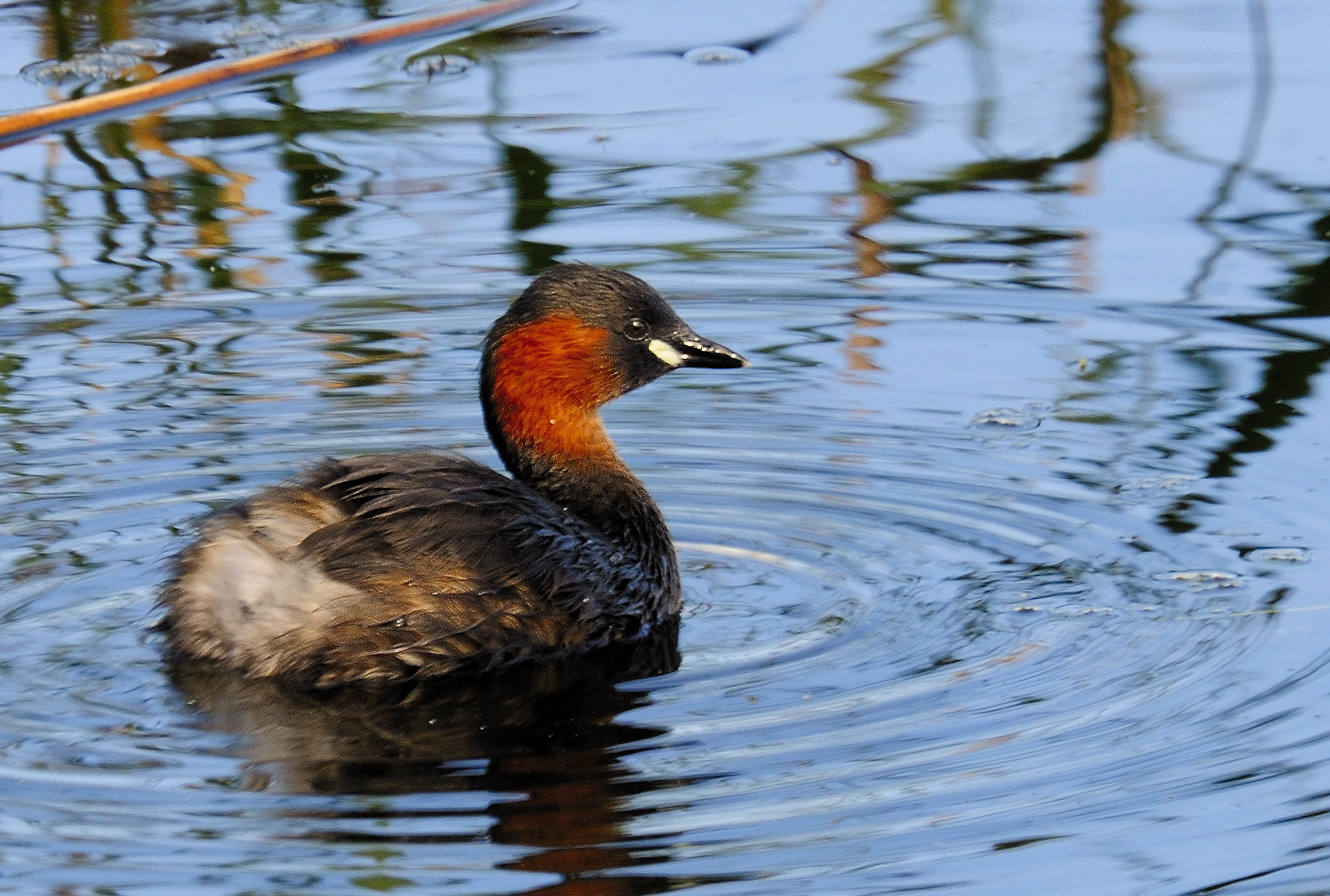 Little Grebe by Noel Austin - BirdGuides