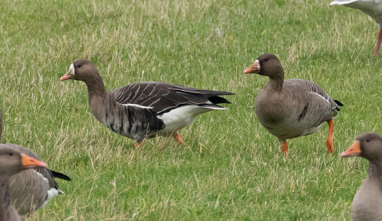 Russian White-fronted Goose by Steve Cribbin - BirdGuides