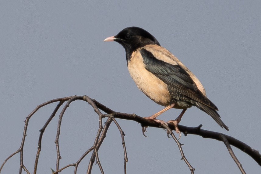 Rosy Starling by David Carr - BirdGuides
