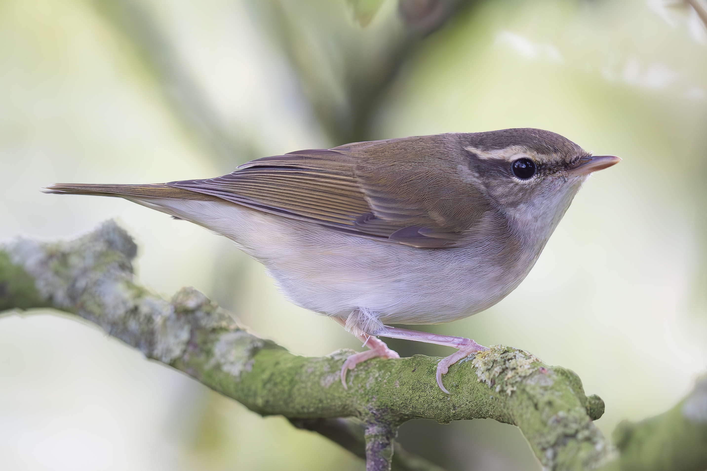 Pale-legged Leaf Warbler by David Carr - BirdGuides