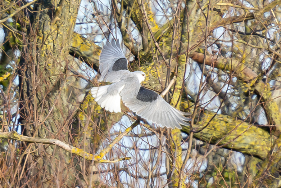 Black-winged Kite by David Carr - BirdGuides