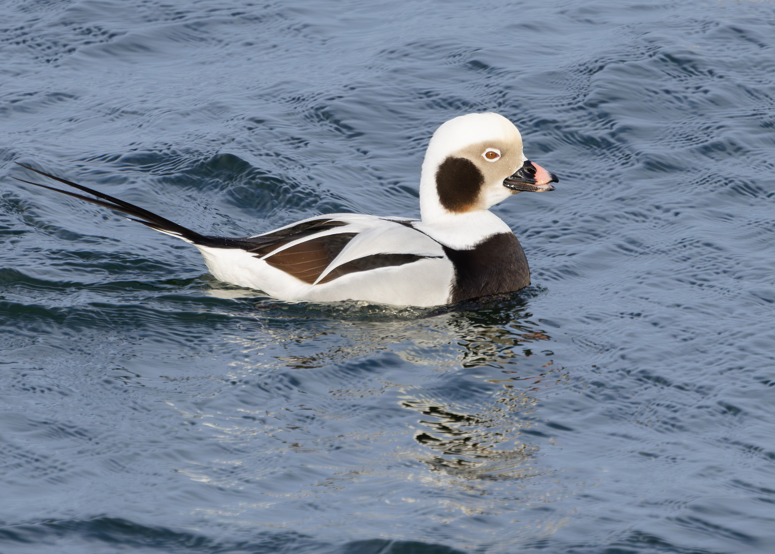 Long-tailed Duck by Nathaniel Dargue - BirdGuides