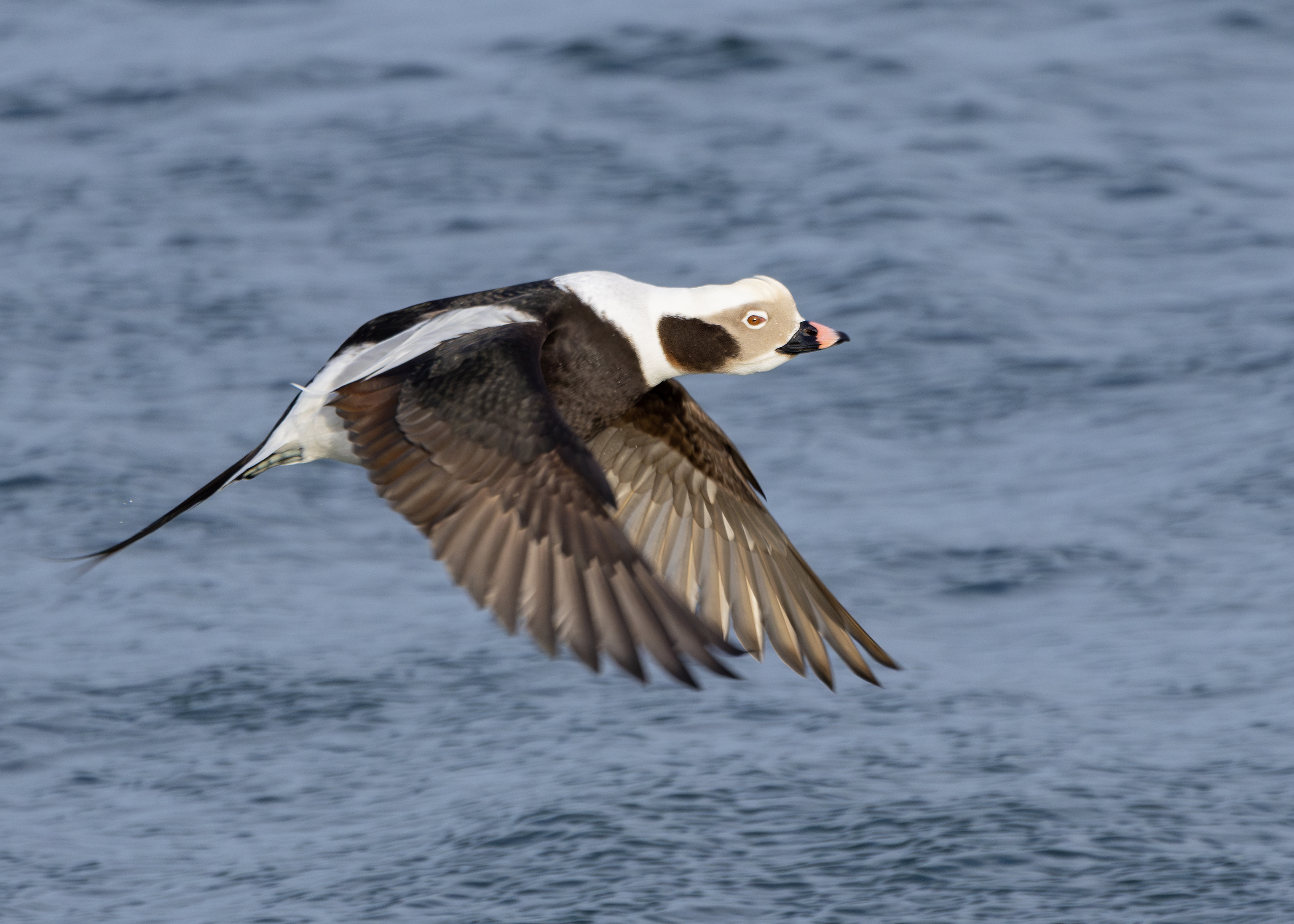 Long-tailed Duck by Nathaniel Dargue - BirdGuides