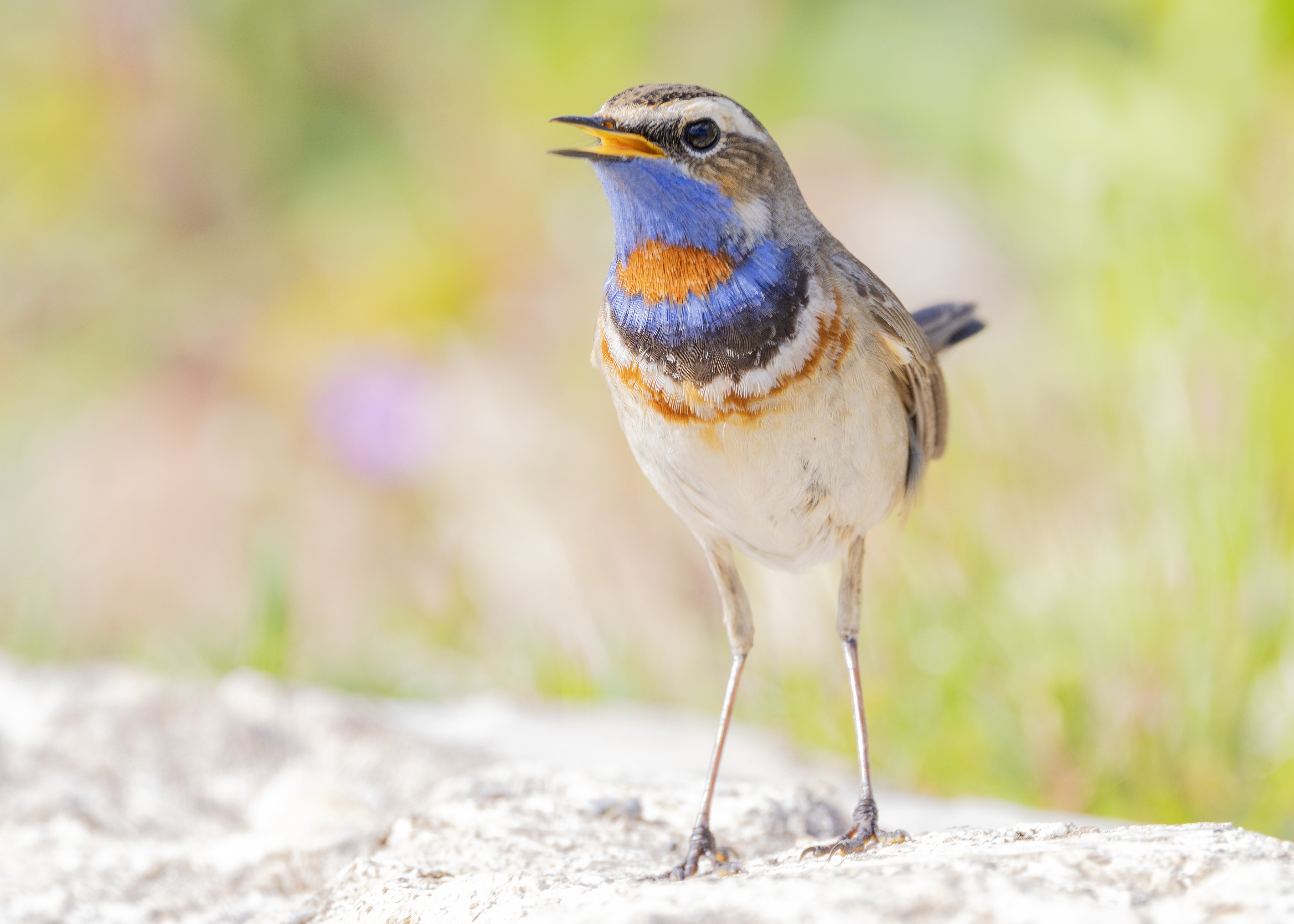 Red-spotted Bluethroat by Nathaniel Dargue - BirdGuides