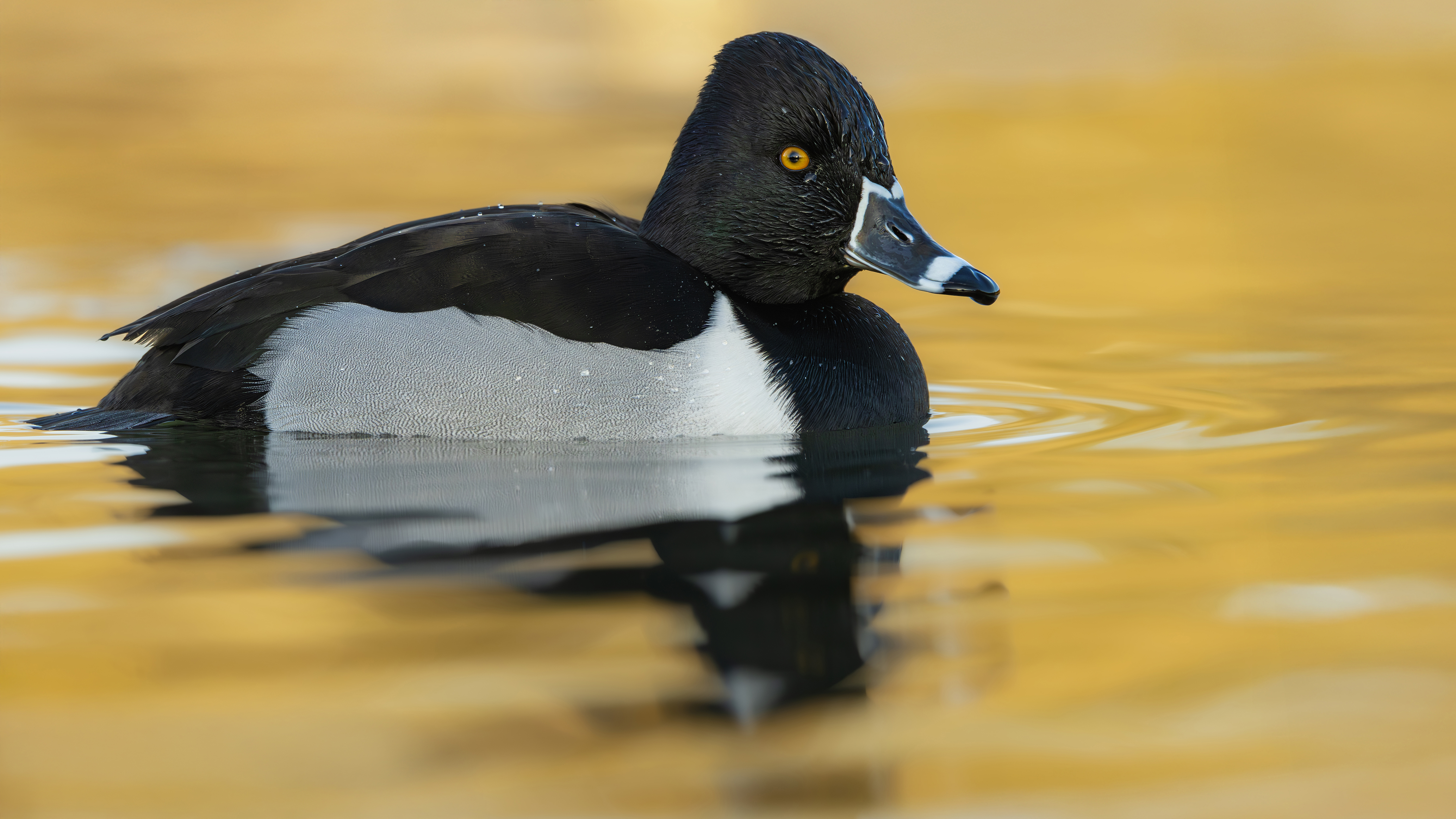Ring-necked Duck by Nathaniel Dargue - BirdGuides