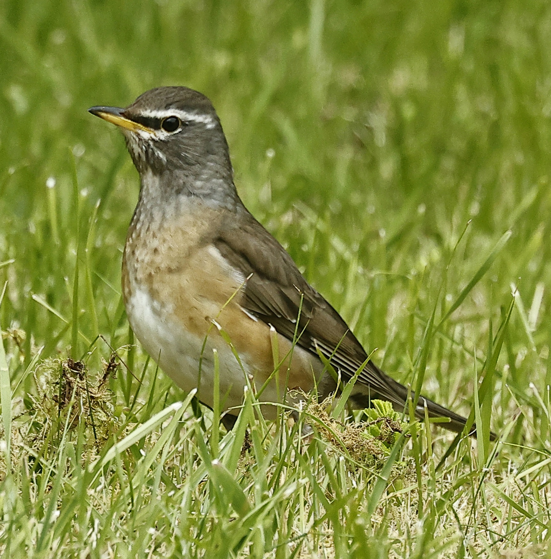 Eyebrowed Thrush by Jill Wilson - BirdGuides