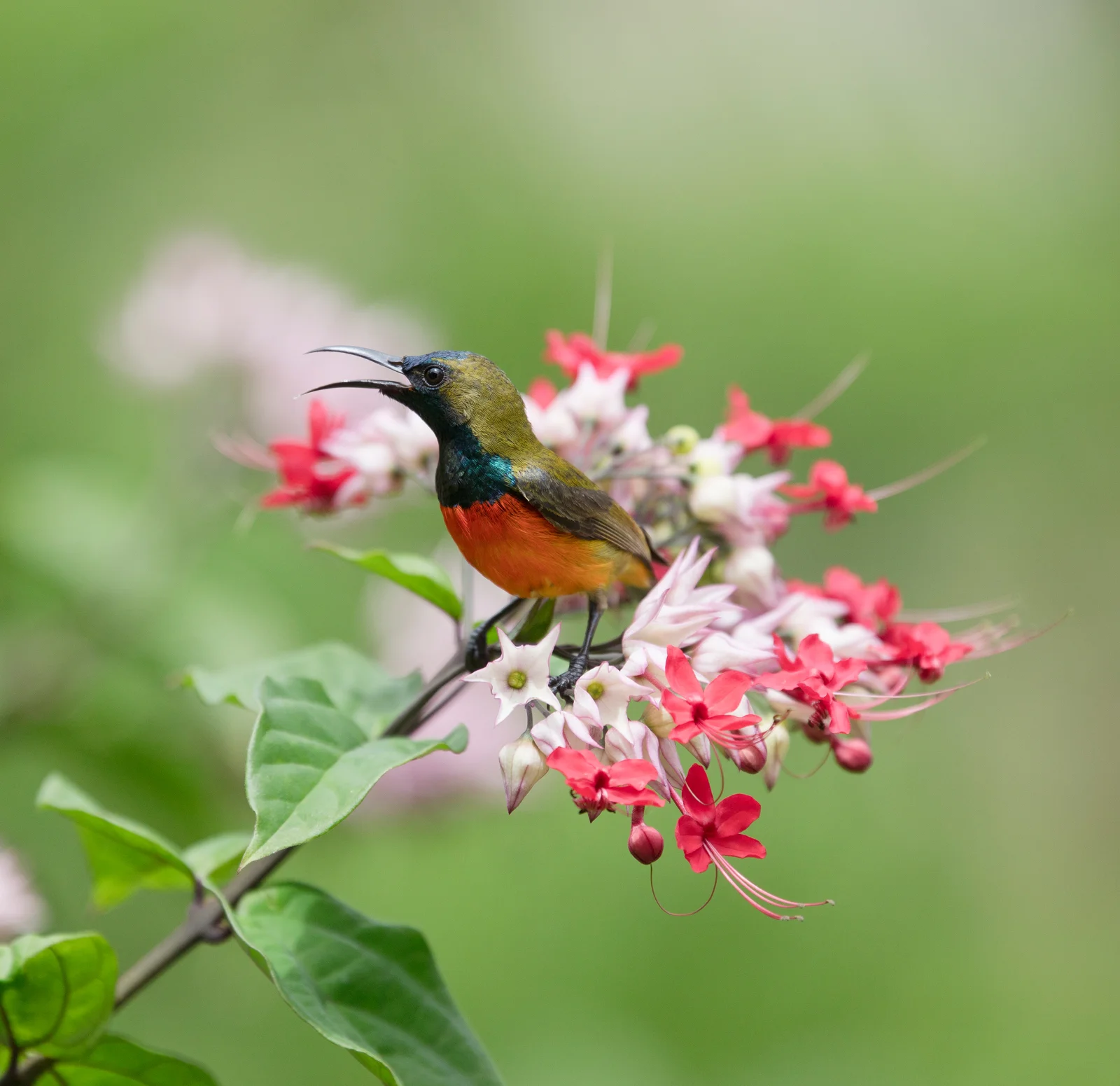 Details : Flame-breasted Sunbird - BirdGuides