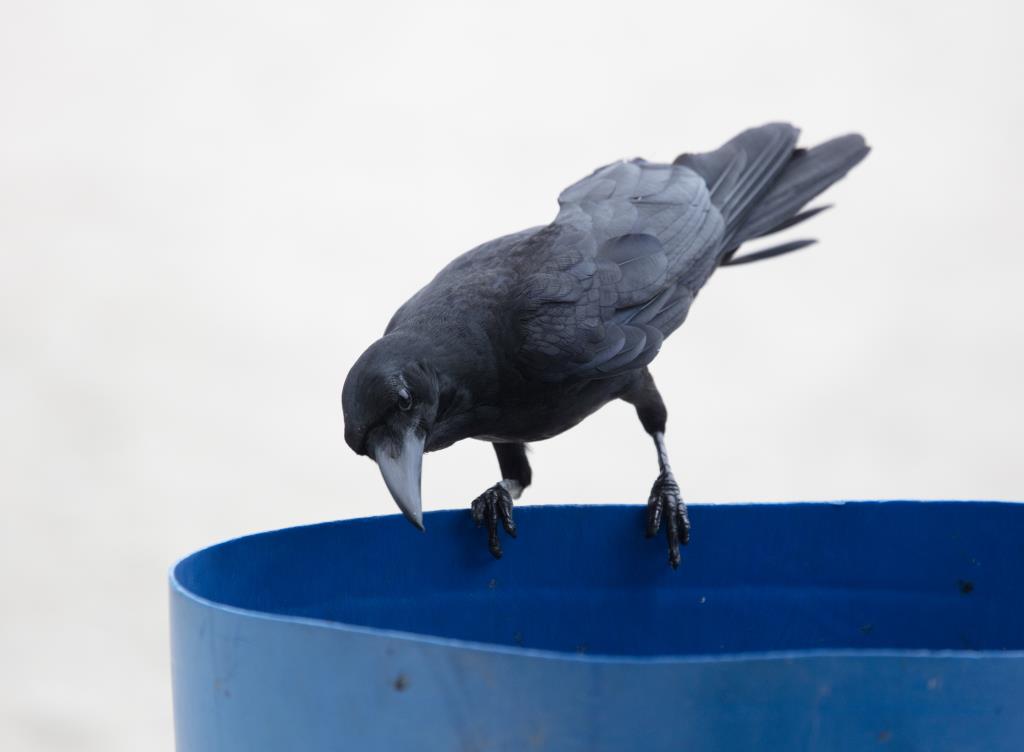 Details : Flores Crow - BirdGuides