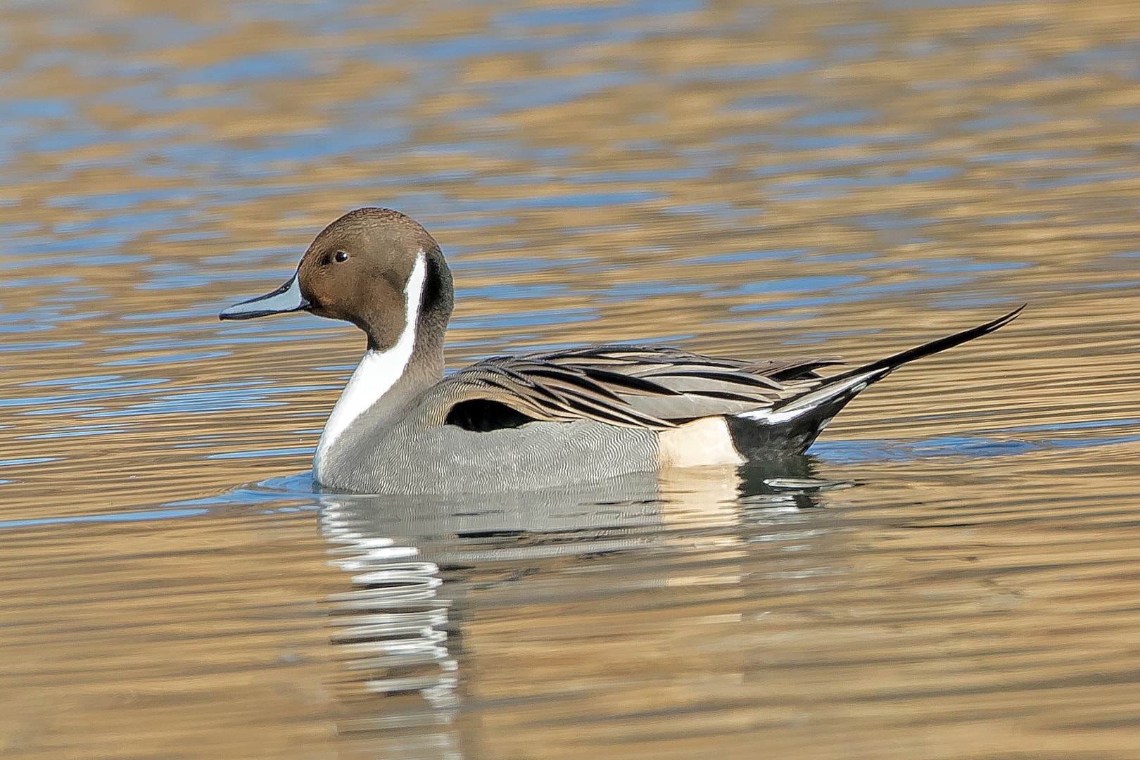 Northern Pintail by James Meikle - BirdGuides