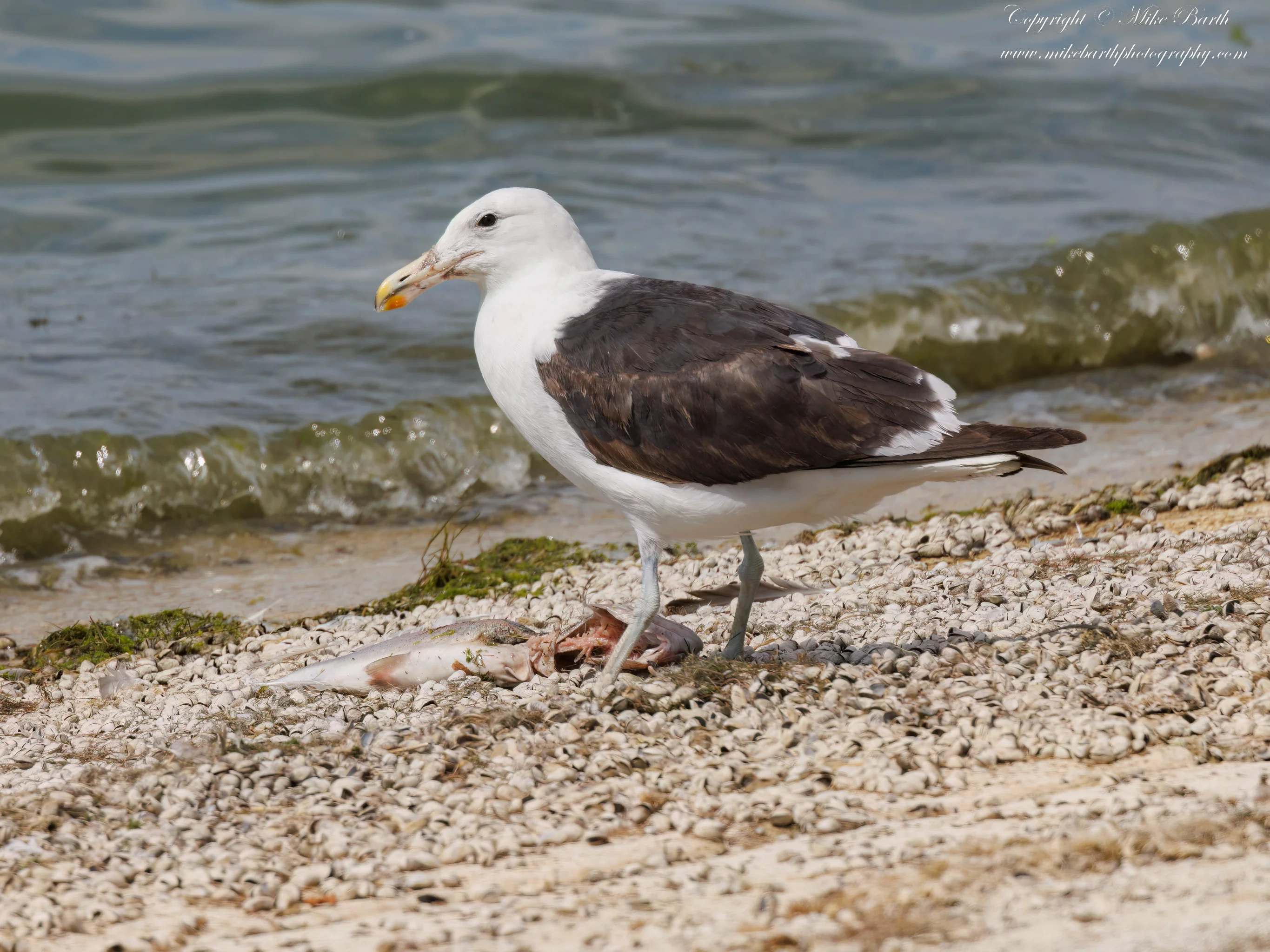 Details : Cape Gull - BirdGuides