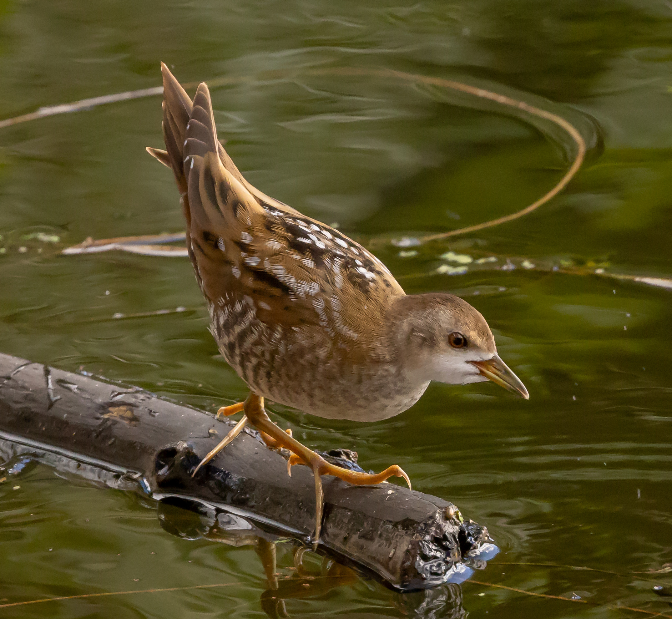 Little Crake by Mike Barth - BirdGuides