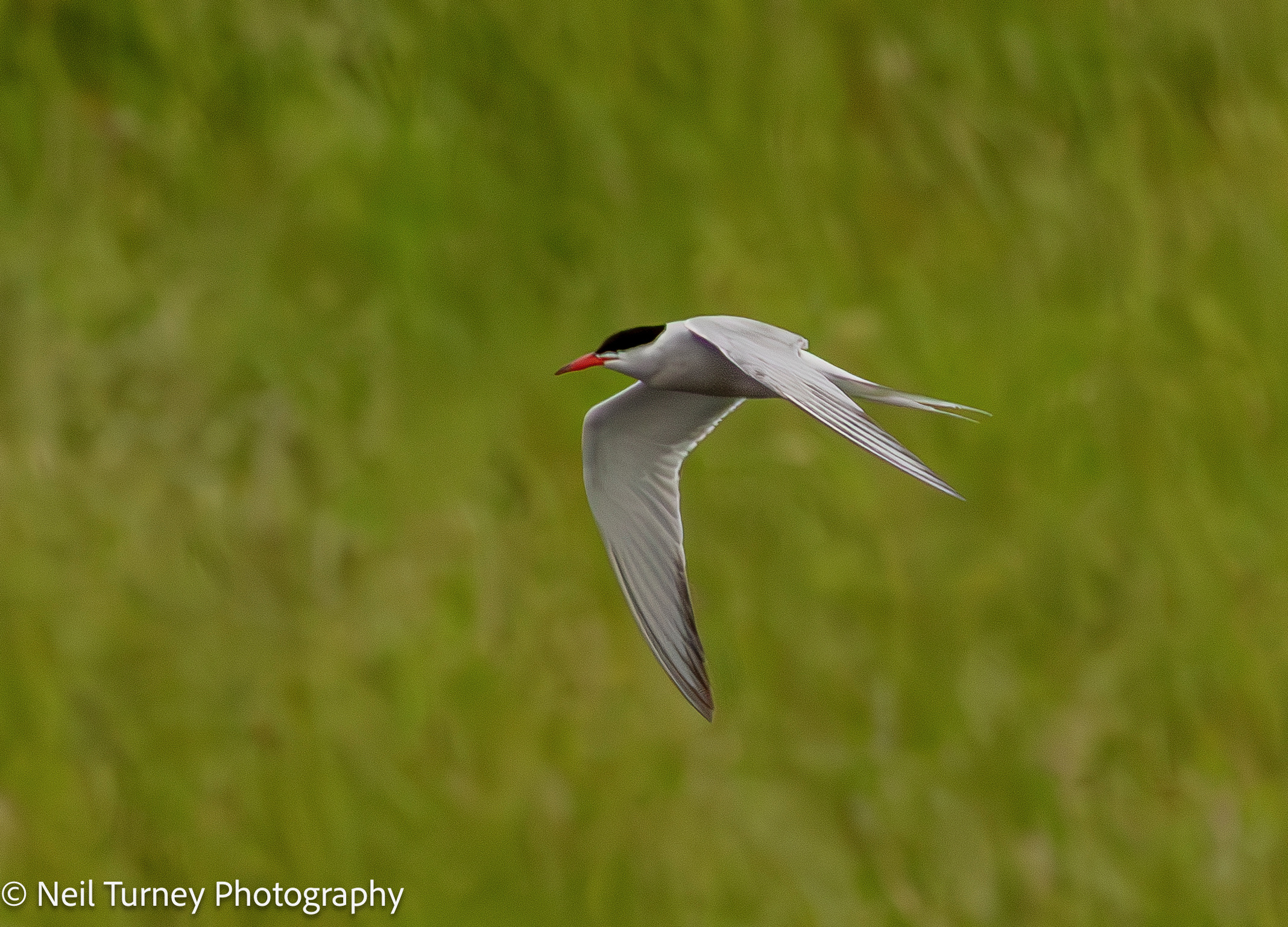 Common Tern by Neil Turney - BirdGuides