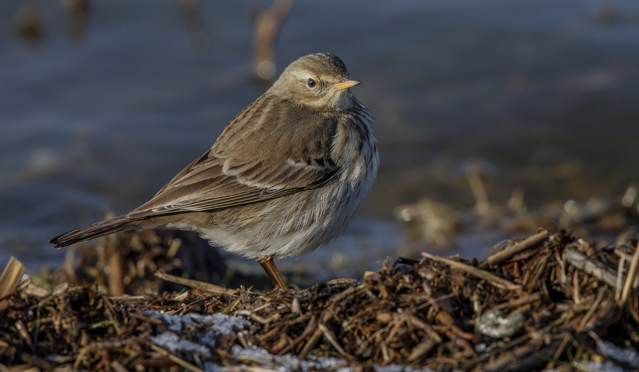 Details : Water Pipit - BirdGuides